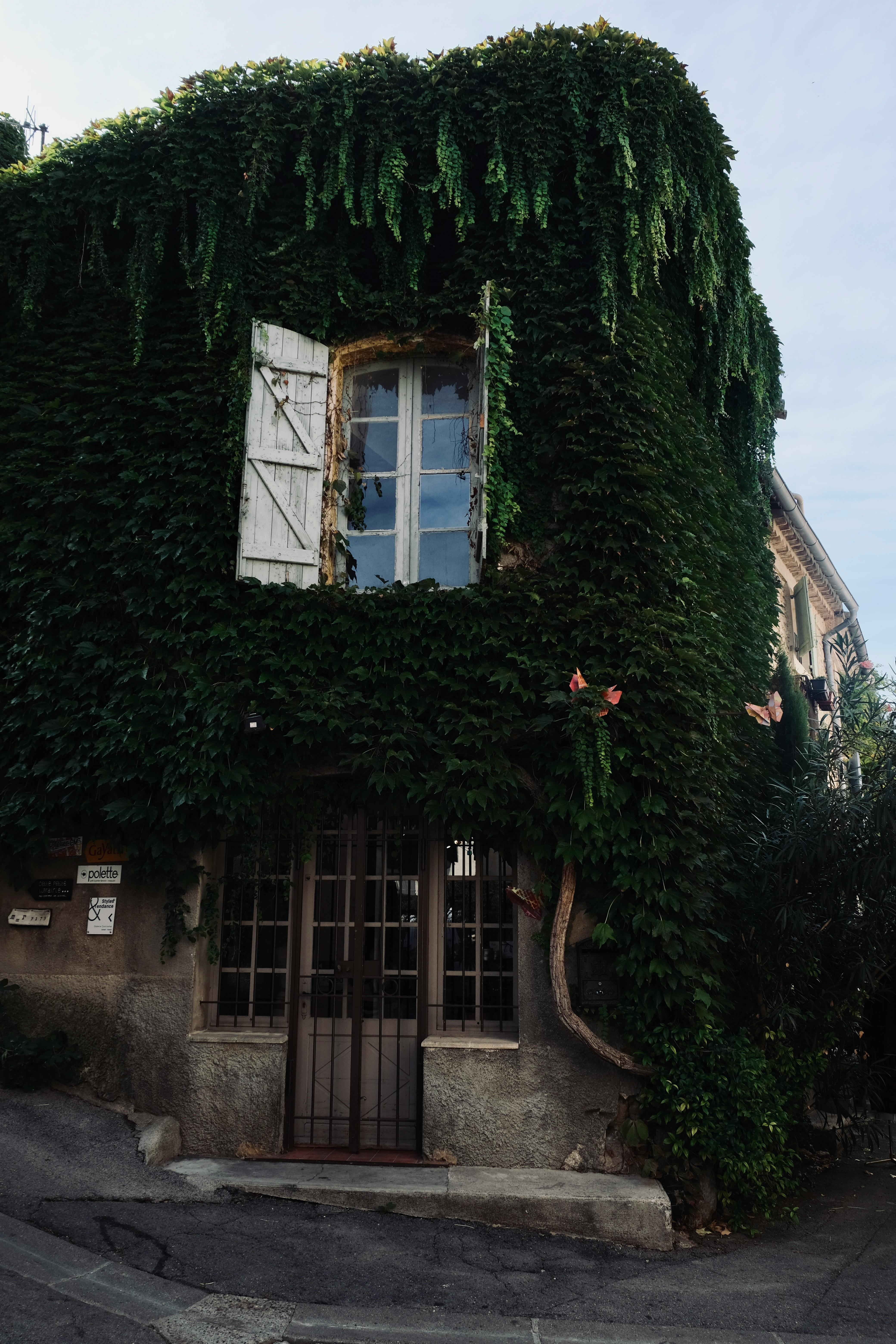 Green Ivy on House Wall · Free Stock Photo