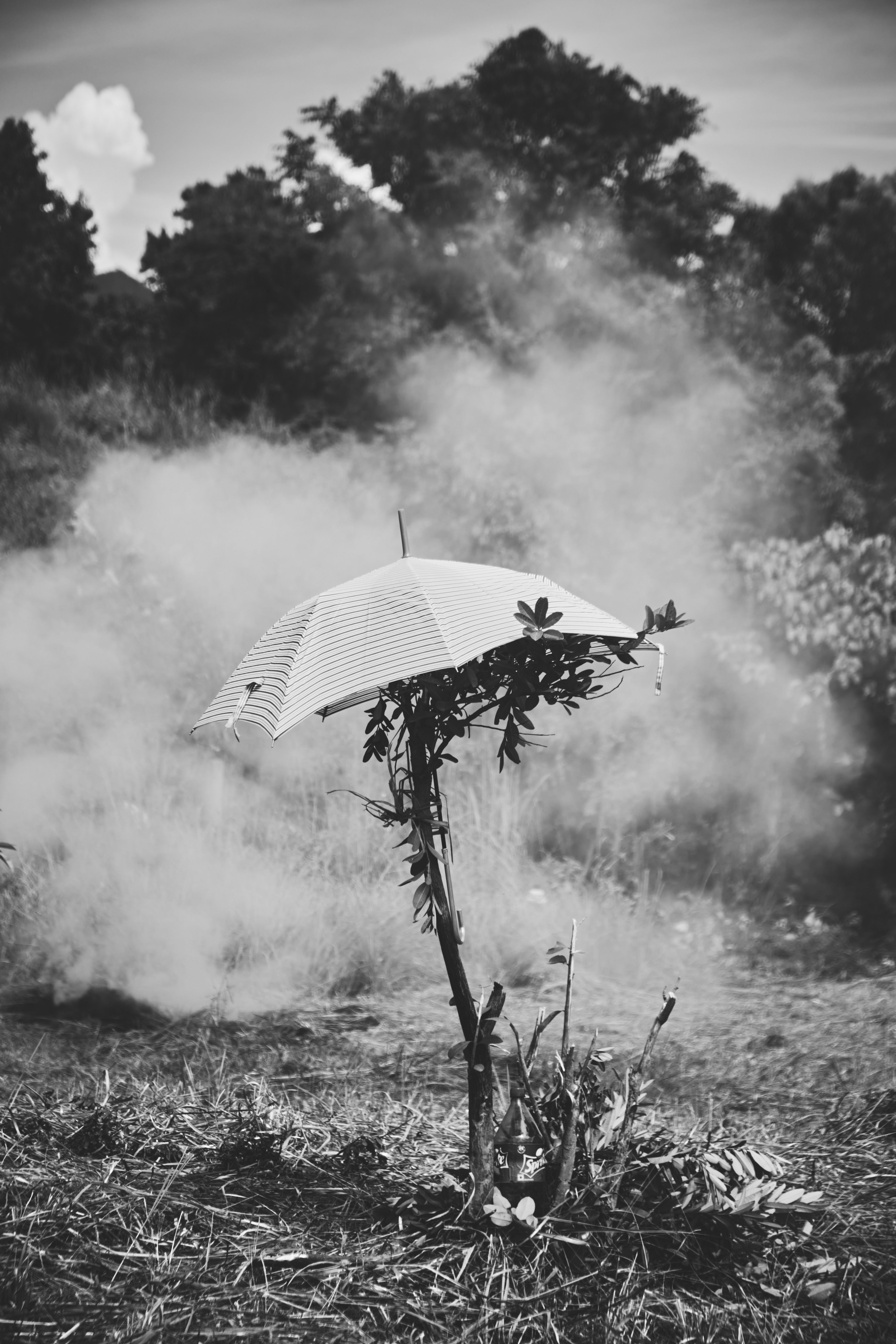 Burning Grass Photos, Download The BEST Free Burning Grass Stock Photos ...