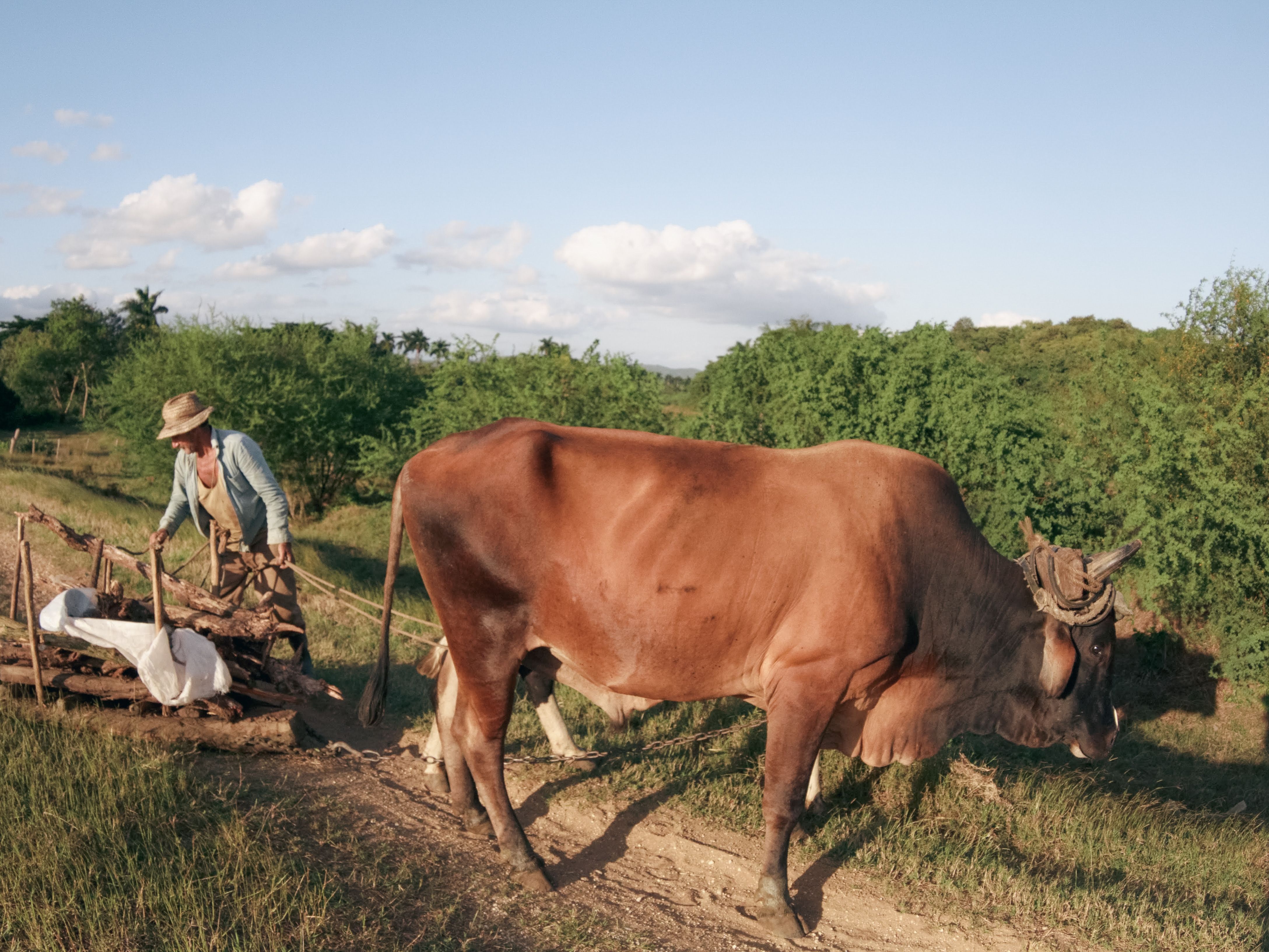 Photograph of a Farmer Working · Free Stock Photo