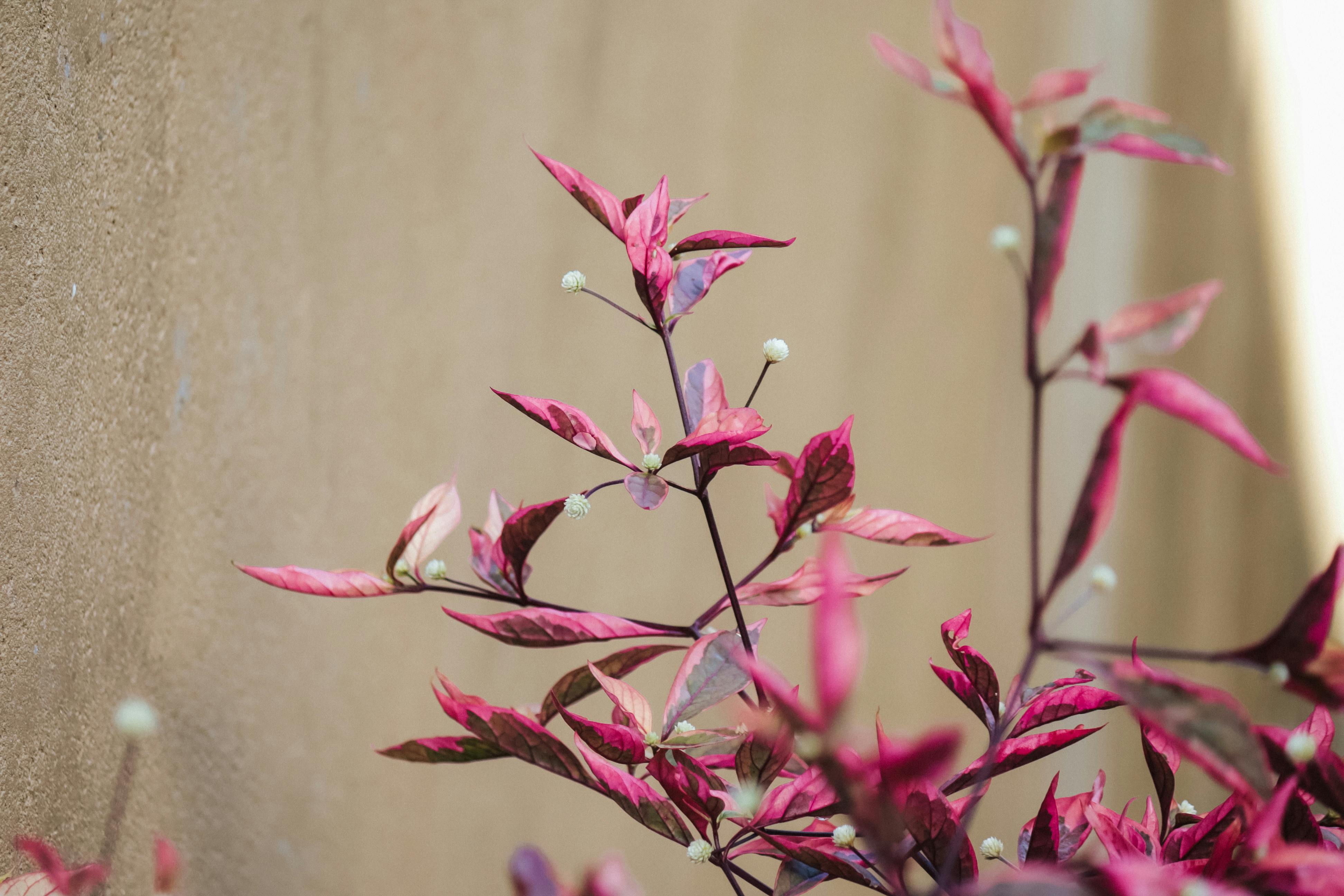 Alternanthera Plant with Small Flowers · Free Stock Photo