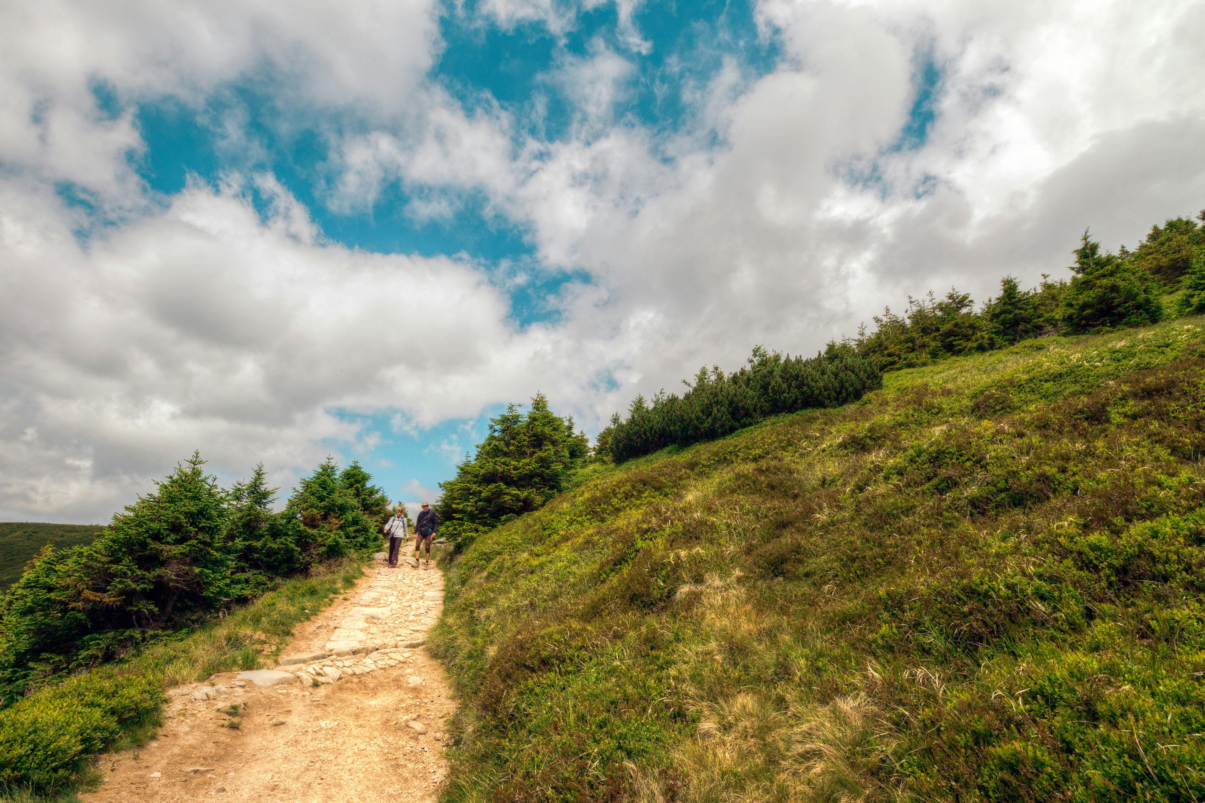 People Walking Outside the Pine Tree Forest · Free Stock Photo