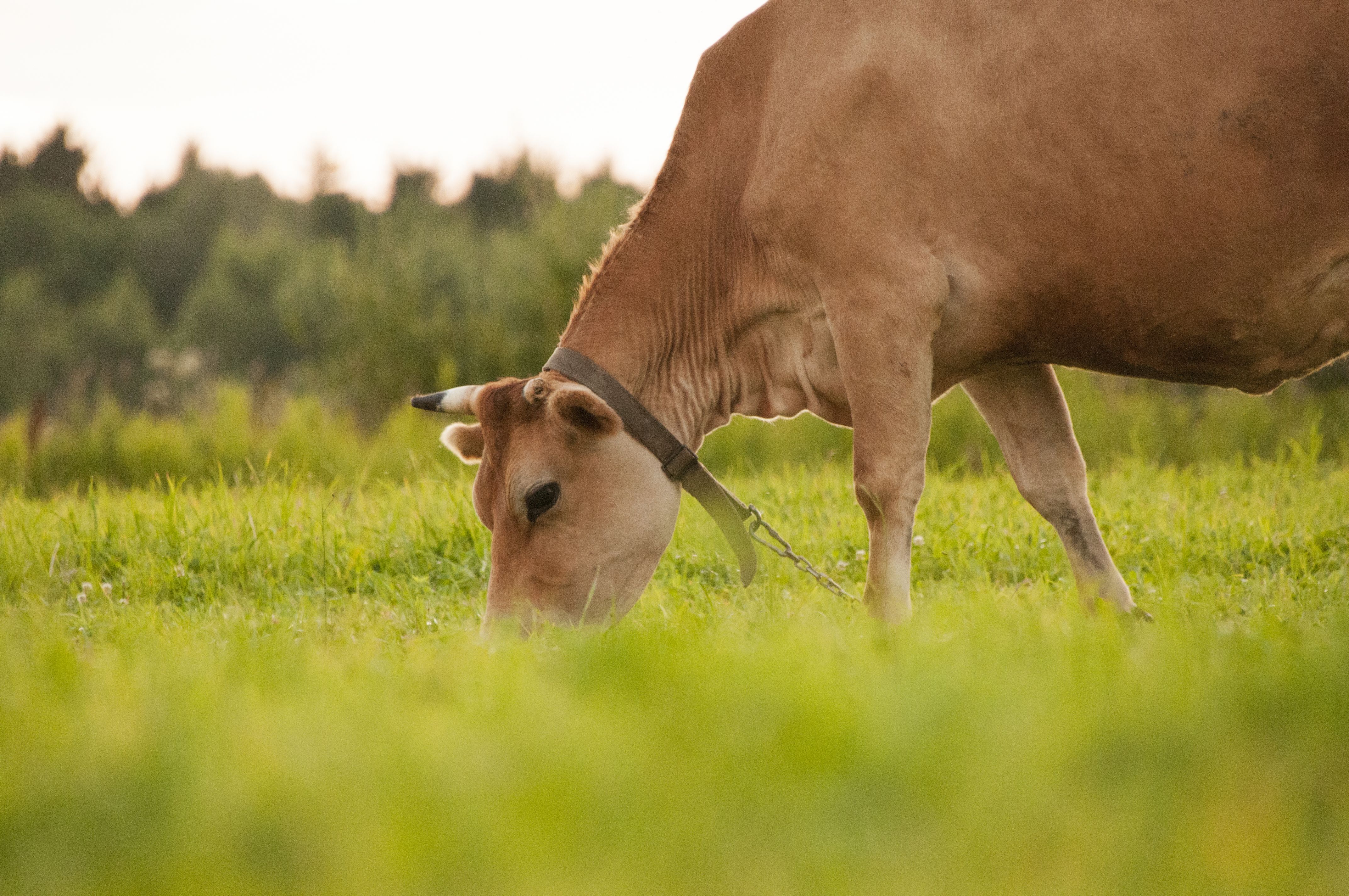 Close-up of a Big Cattle · Free Stock Photo