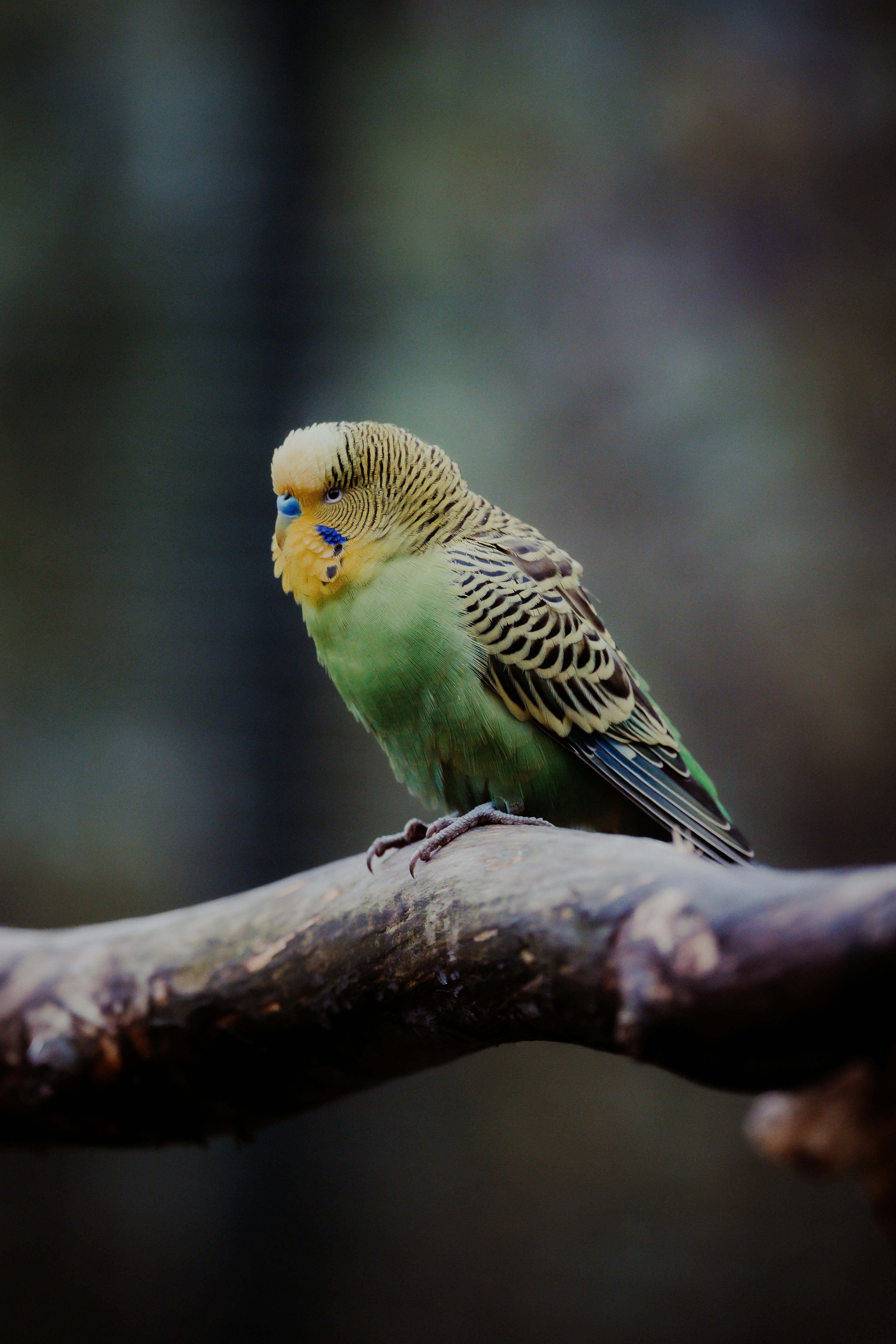 Close-up of a Green Budgerigar · Free Stock Photo