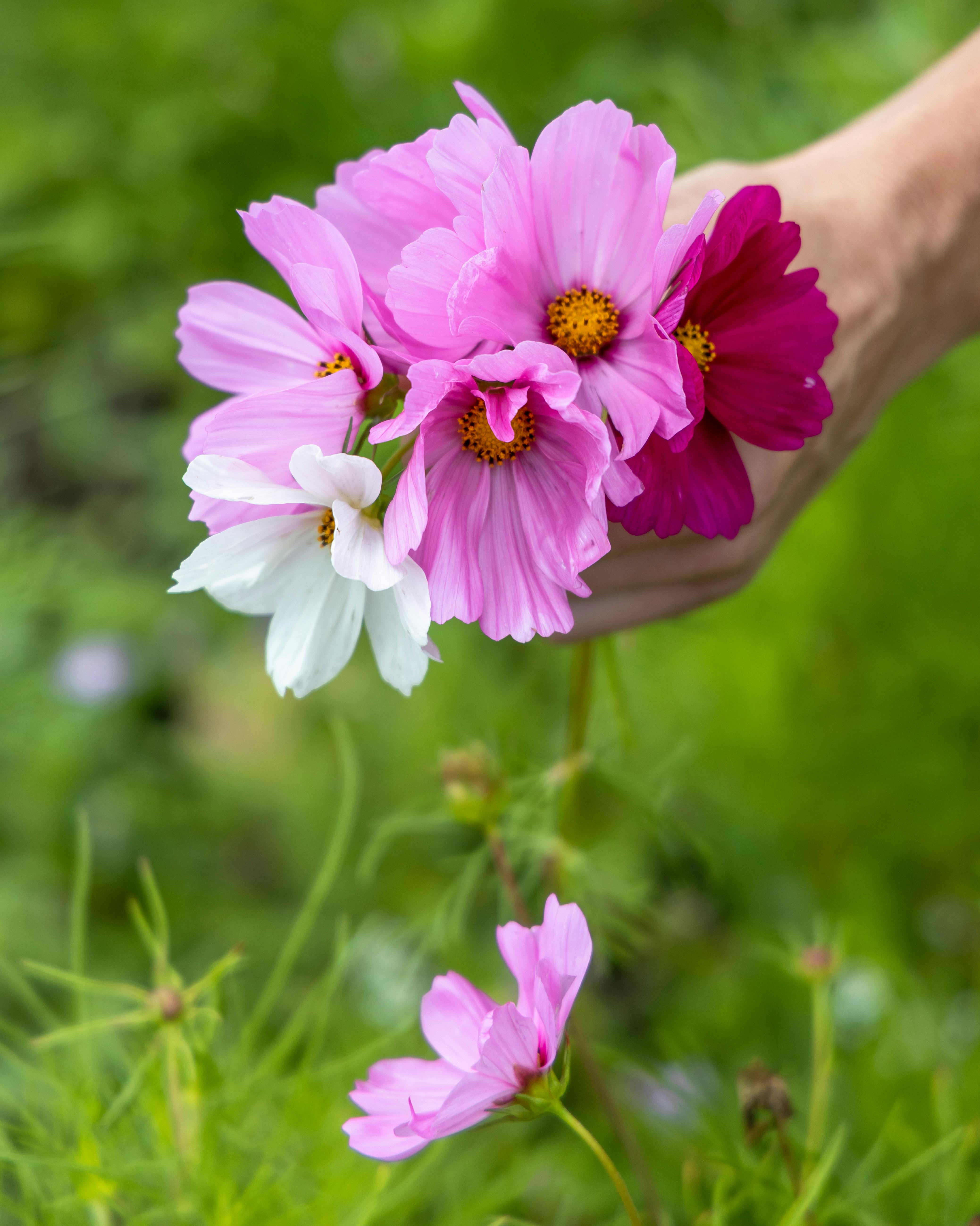 Hand Holding White and Pink Flowers · Free Stock Photo