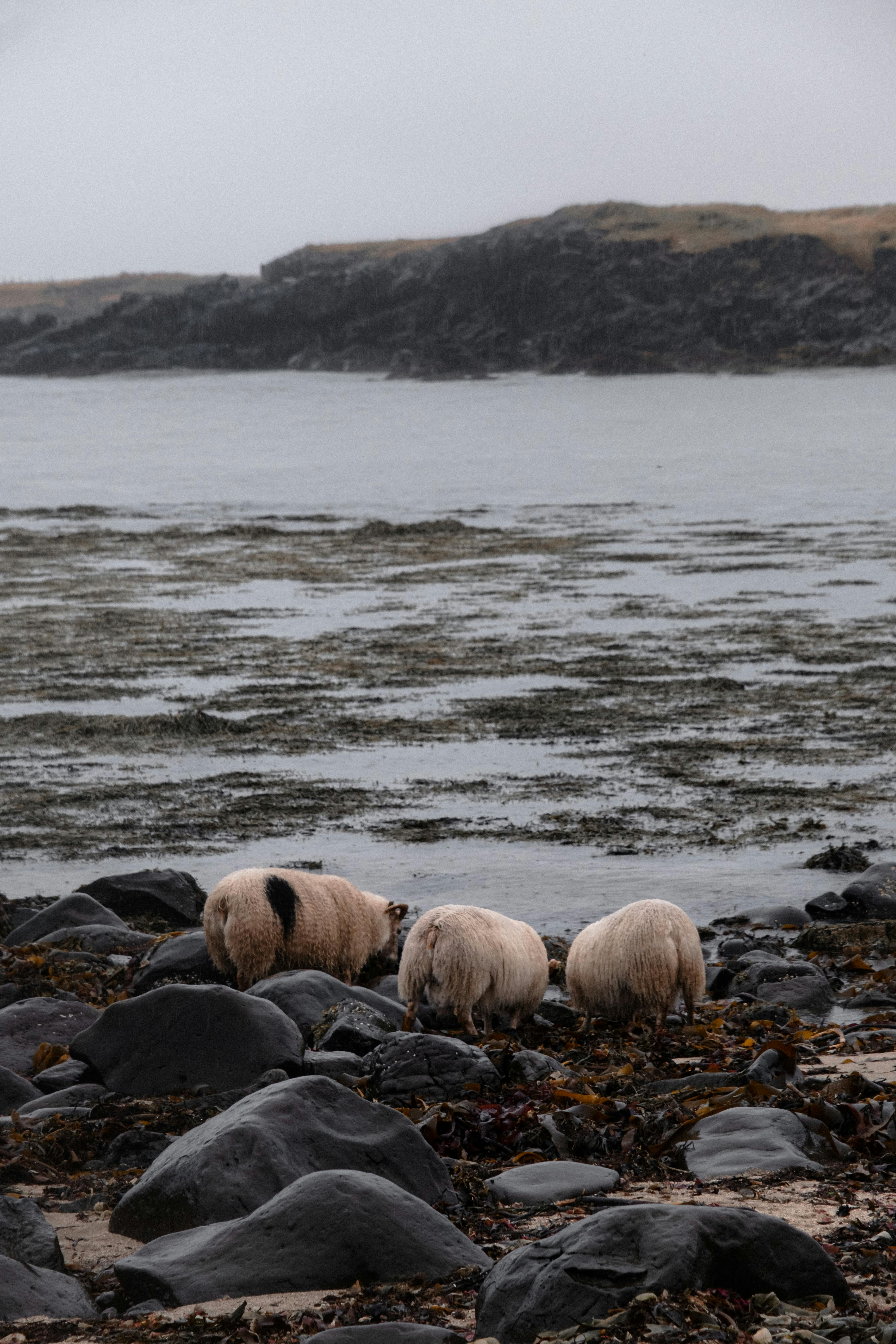 Animals on the Rocky Shore · Free Stock Photo