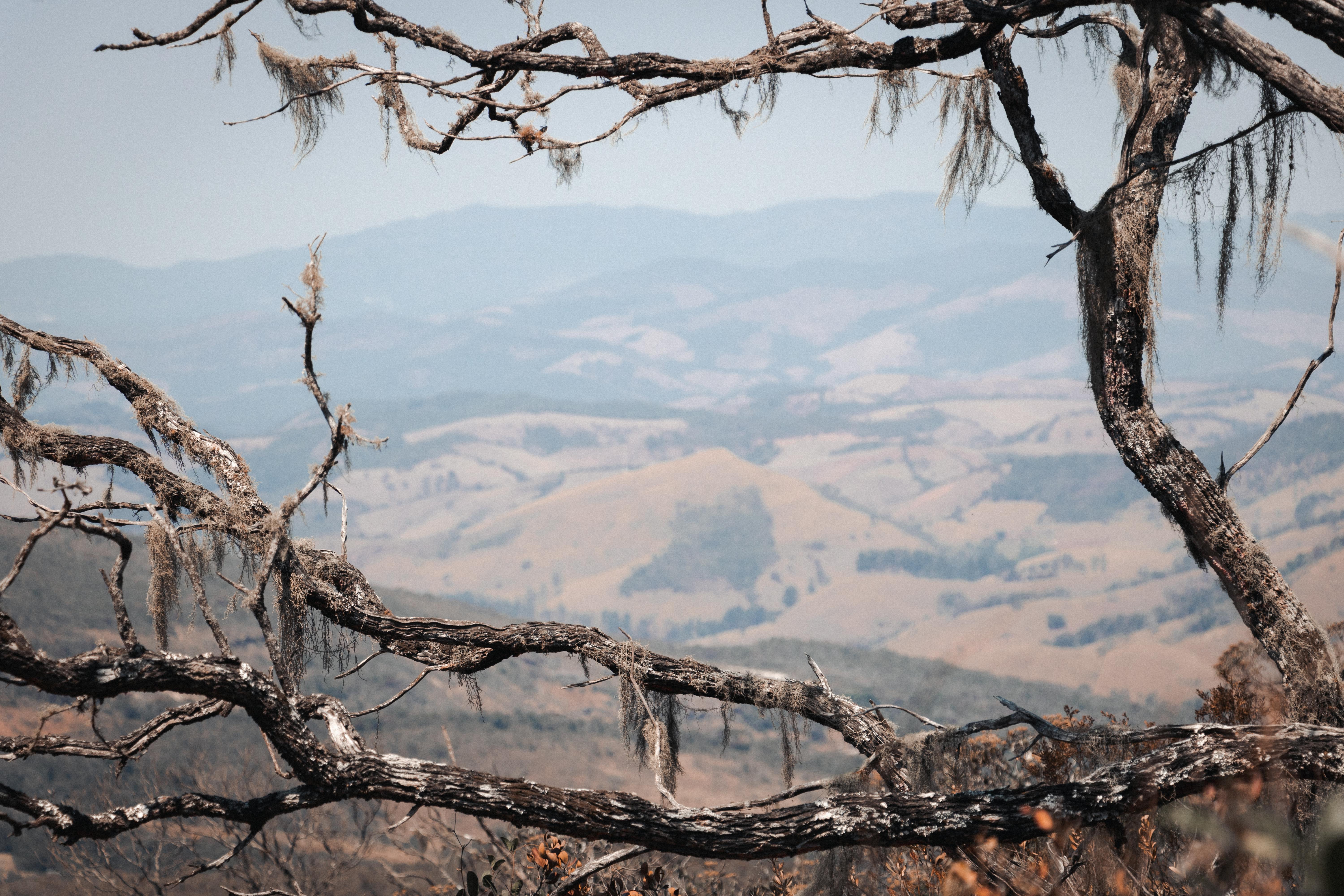 Brown Leafless Tree Near the Hills · Free Stock Photo