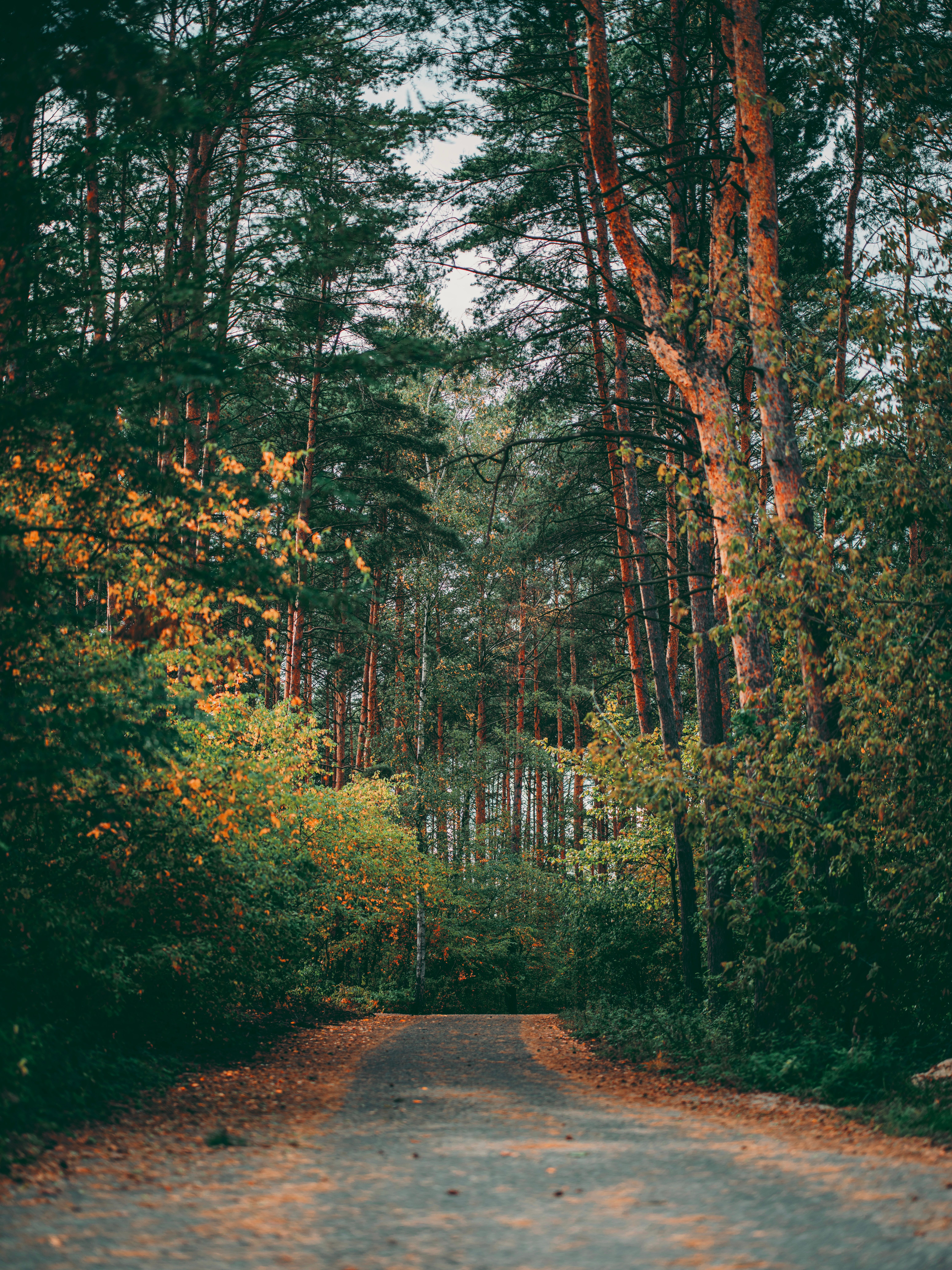 Nature Tumblr Background