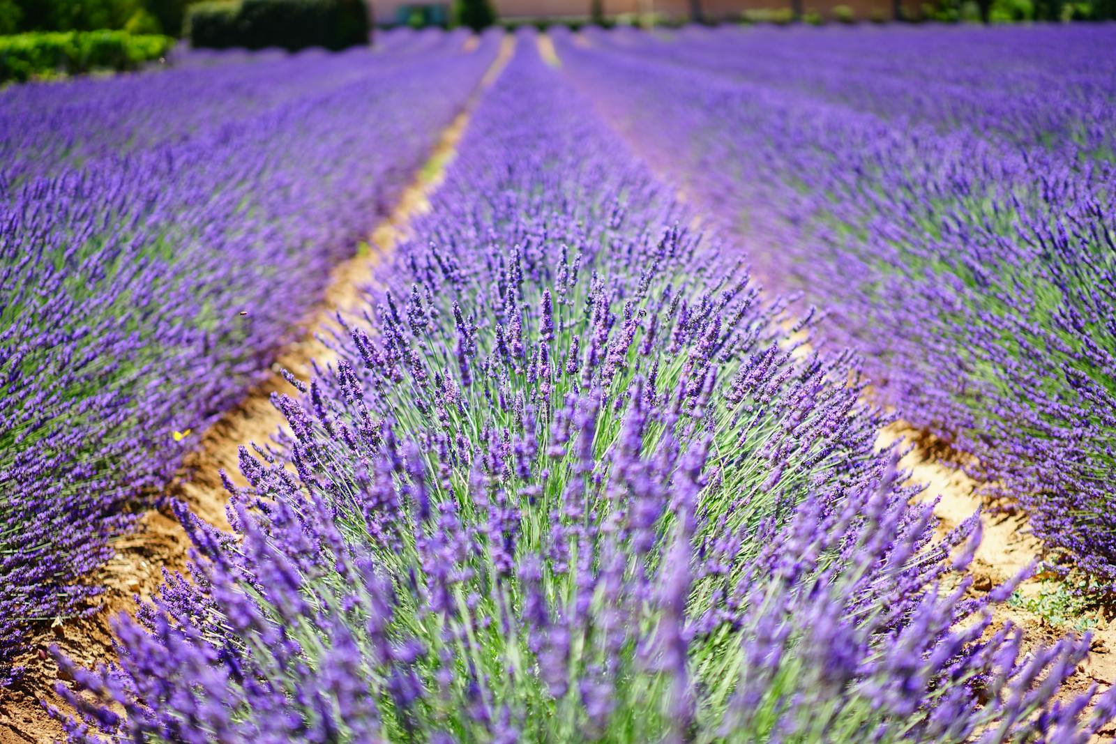 Lavender Background Photos, Download The BEST Free Lavender Background ...