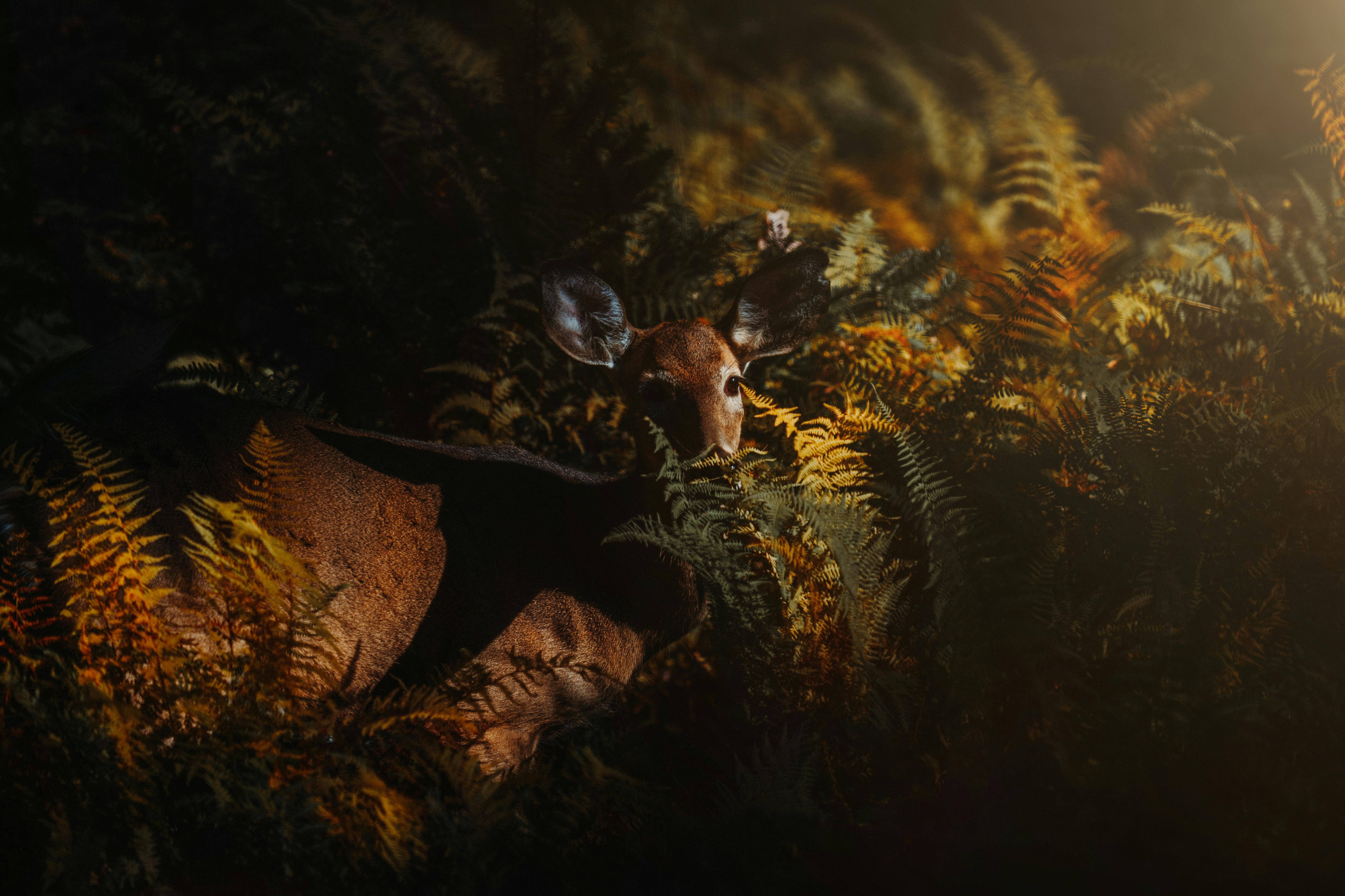 Close-Up Shot of a Roe Deer on Fern Plants · Free Stock Photo