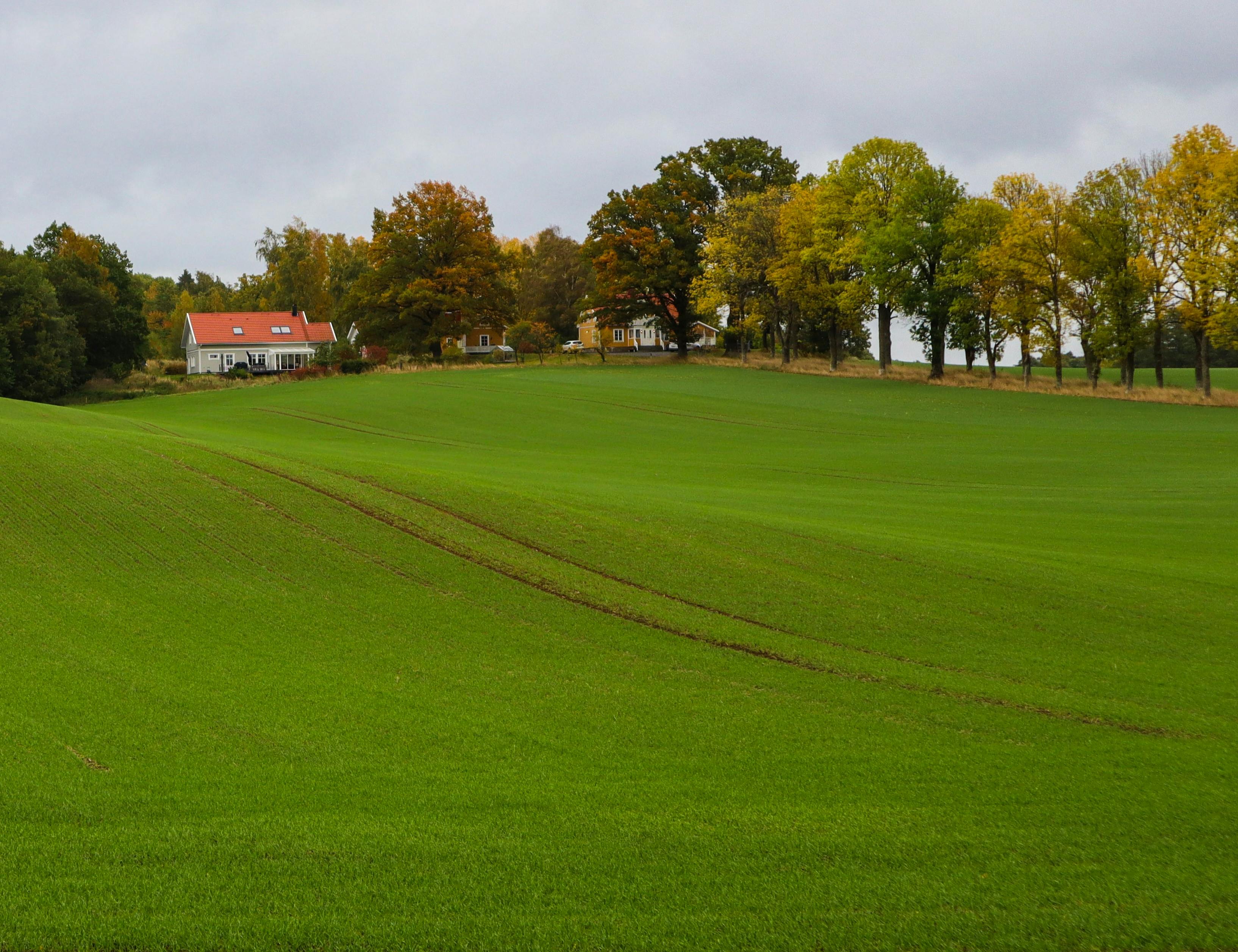 Green Grass Field With Trees · Free Stock Photo