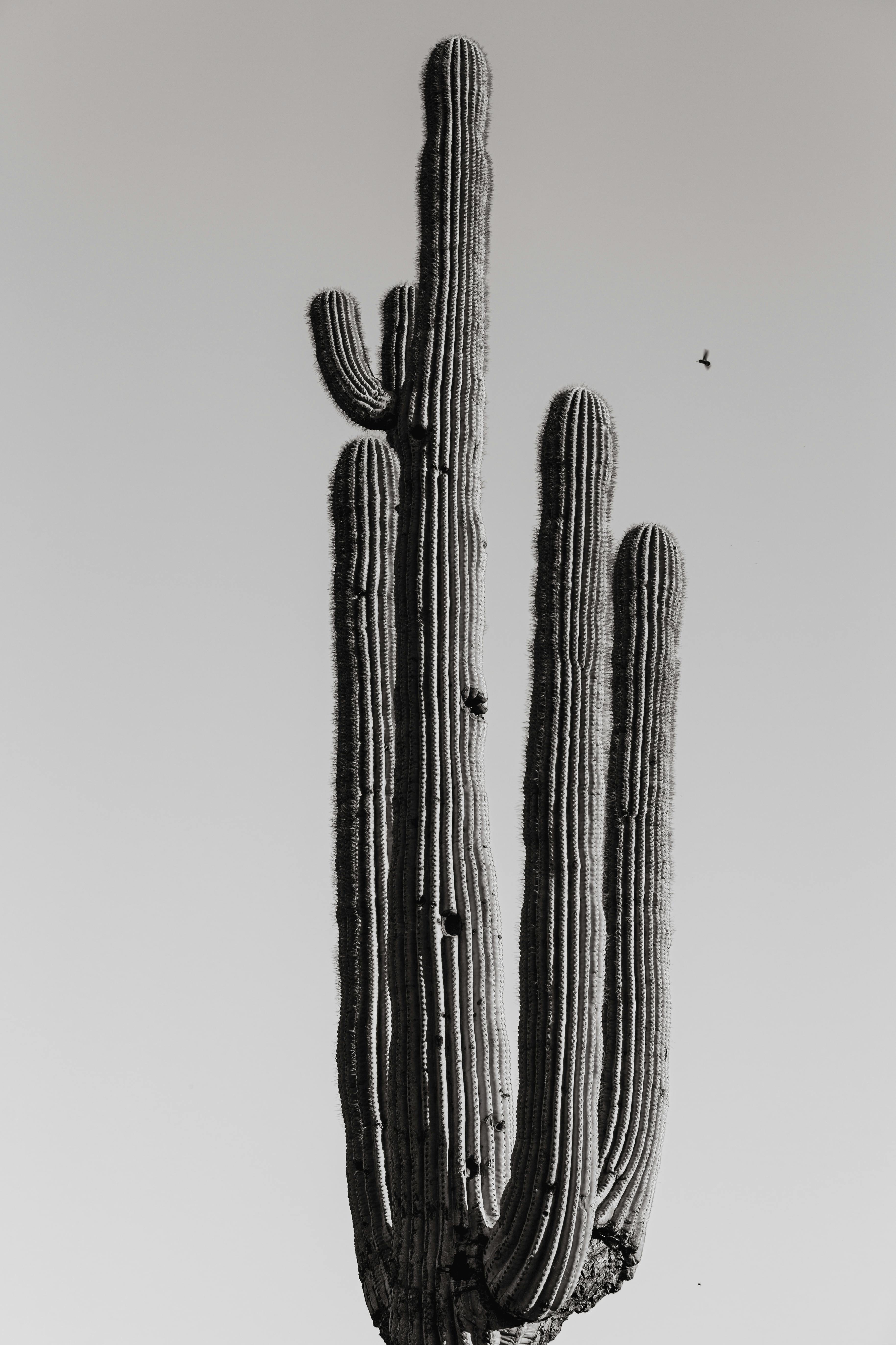 Grayscale Photo of a Cactus Plant · Free Stock Photo