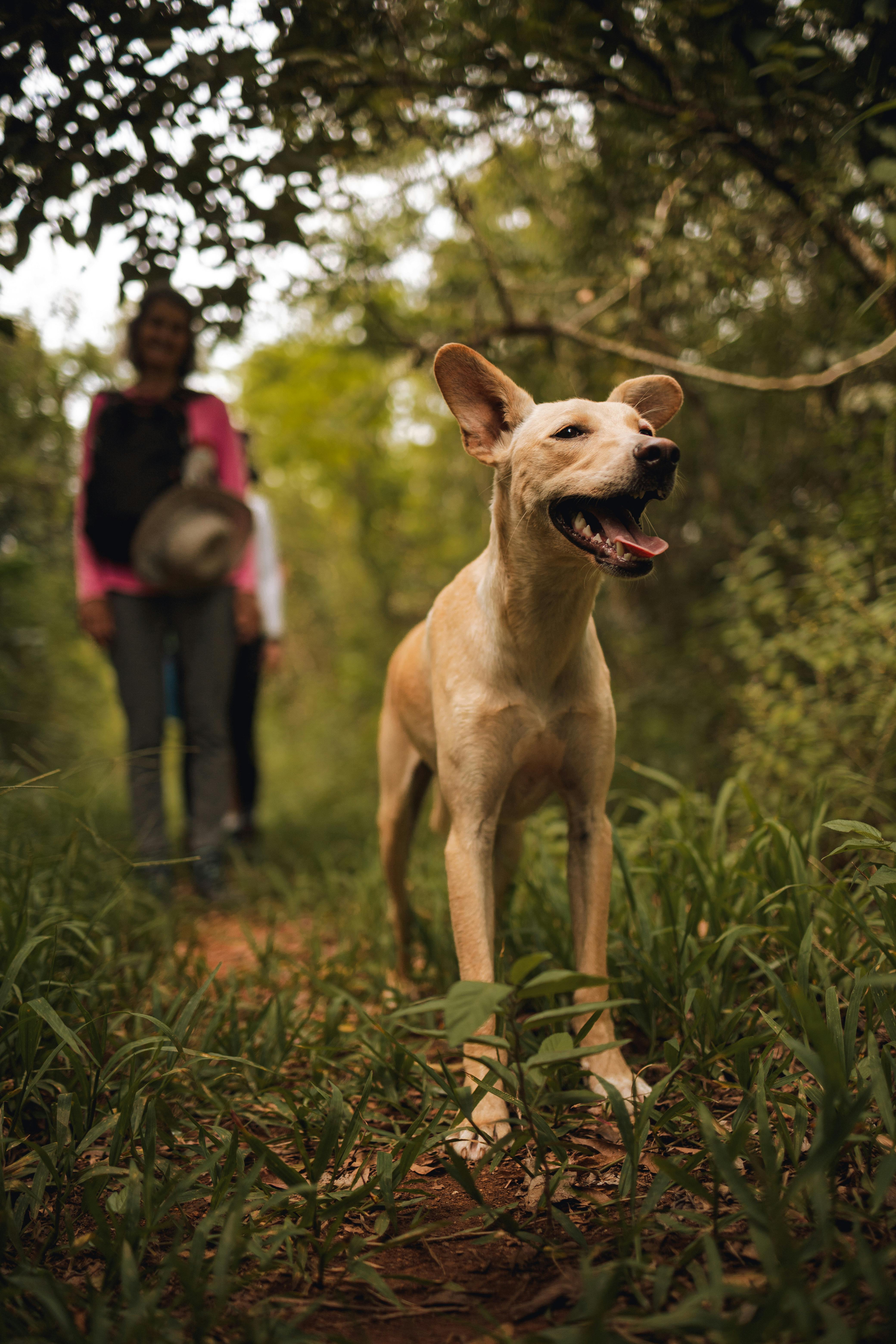 Dog Barking At People Photos, Download The BEST Free Dog Barking At ...