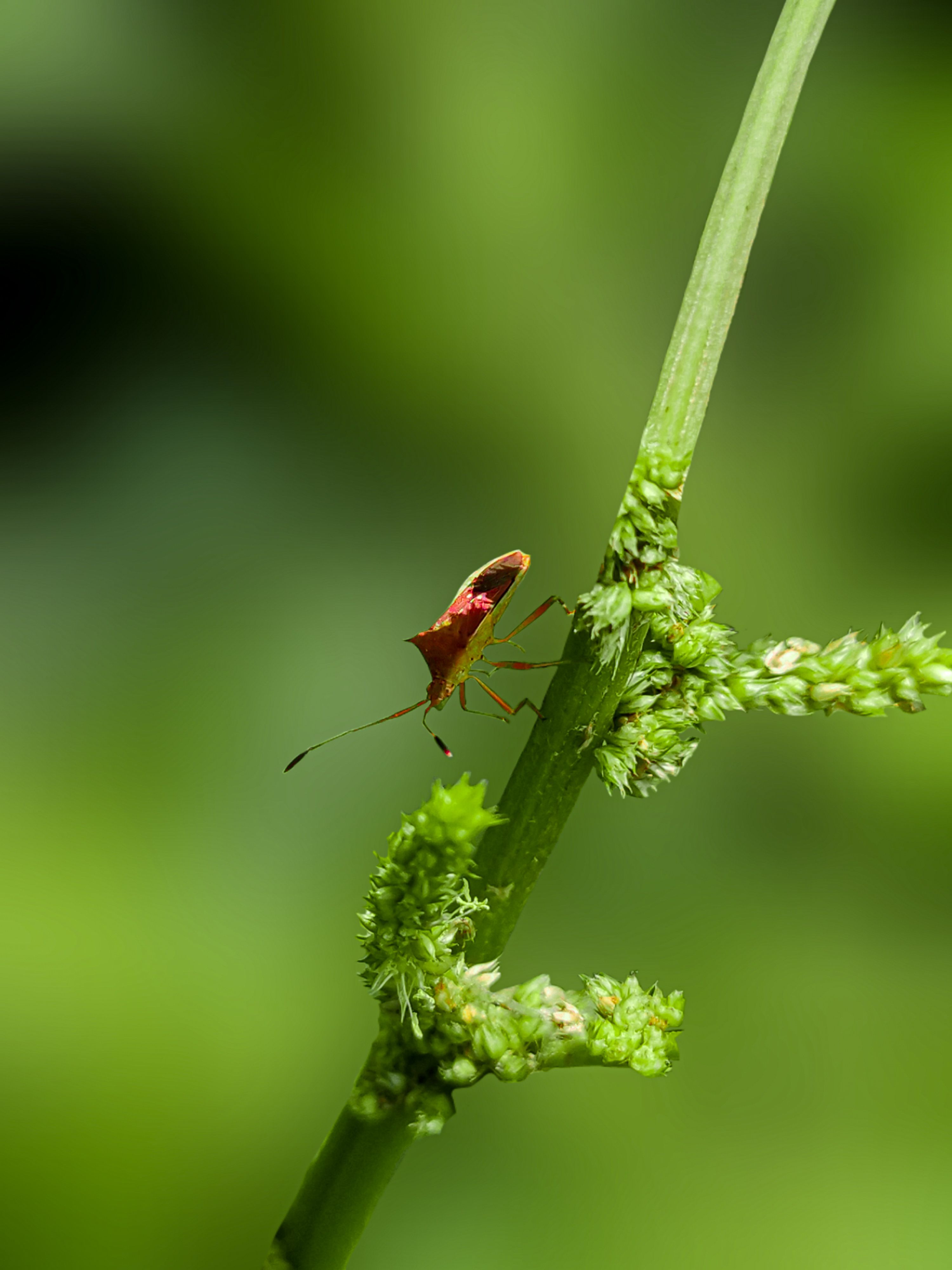 Foto de stock gratuita sobre fotografía de insectos, fotografía macro ...