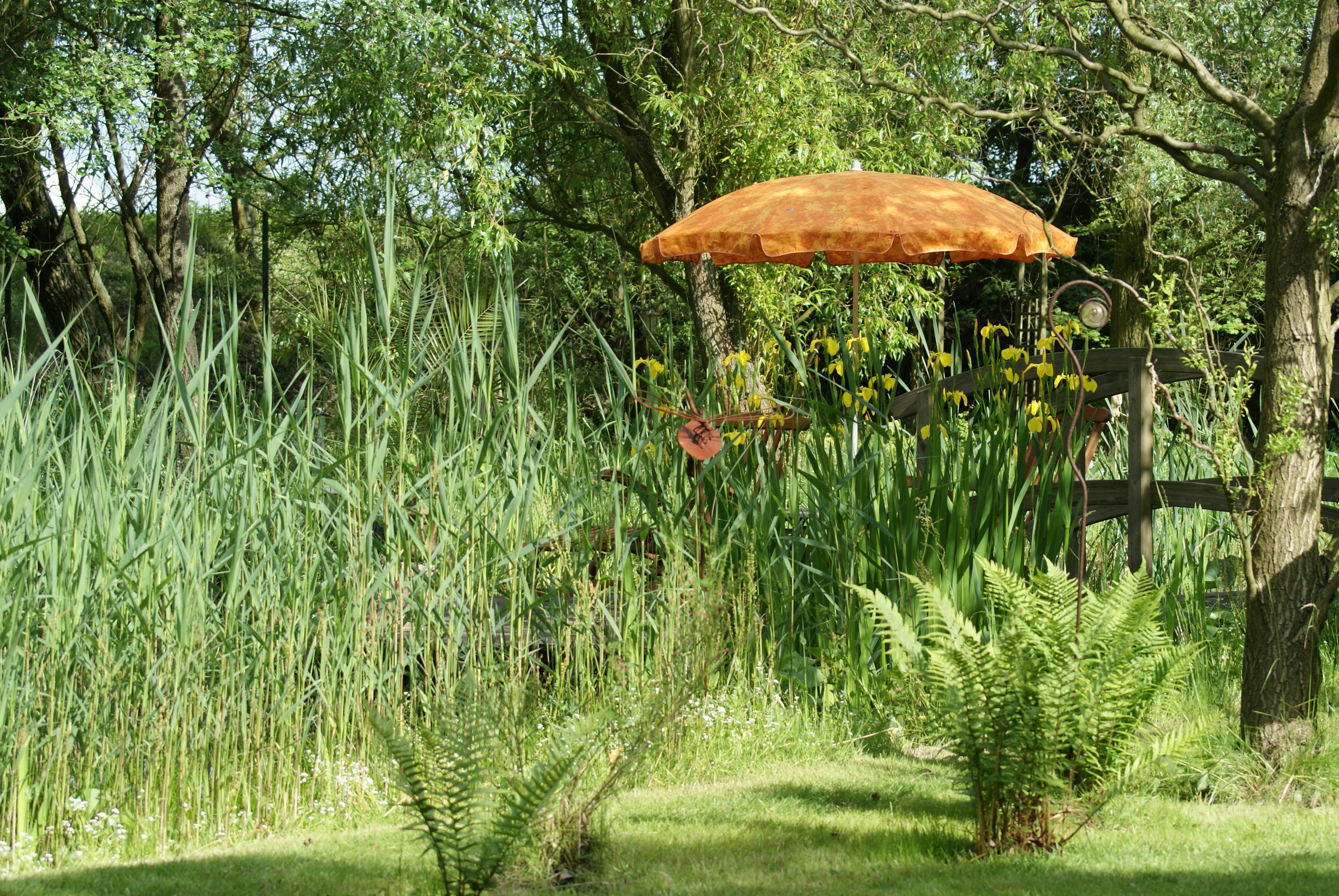 Kostnadsfri bild av ormbunke, parasoll, sommar