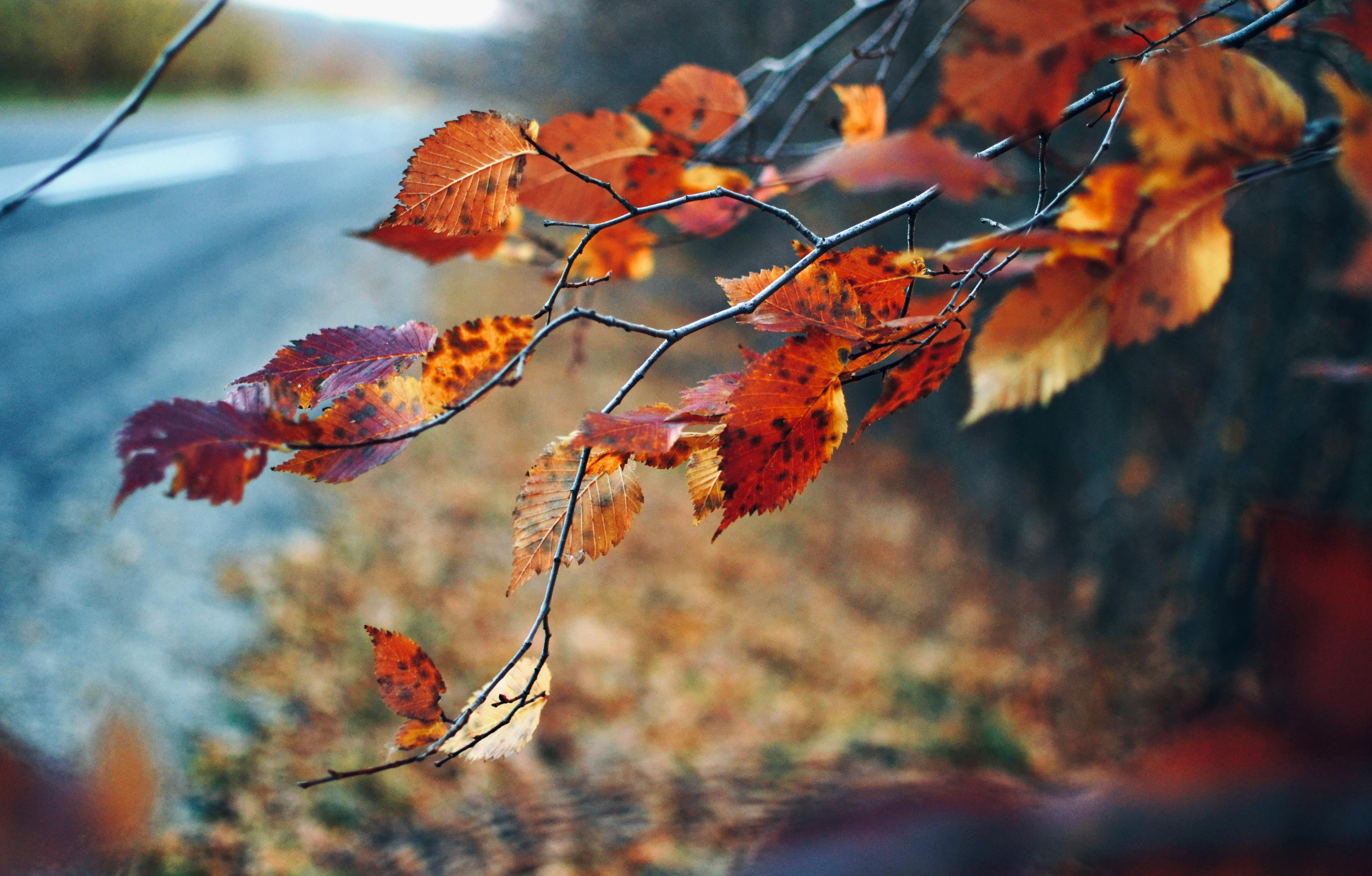 Close-up of Fall Foliage · Free Stock Photo