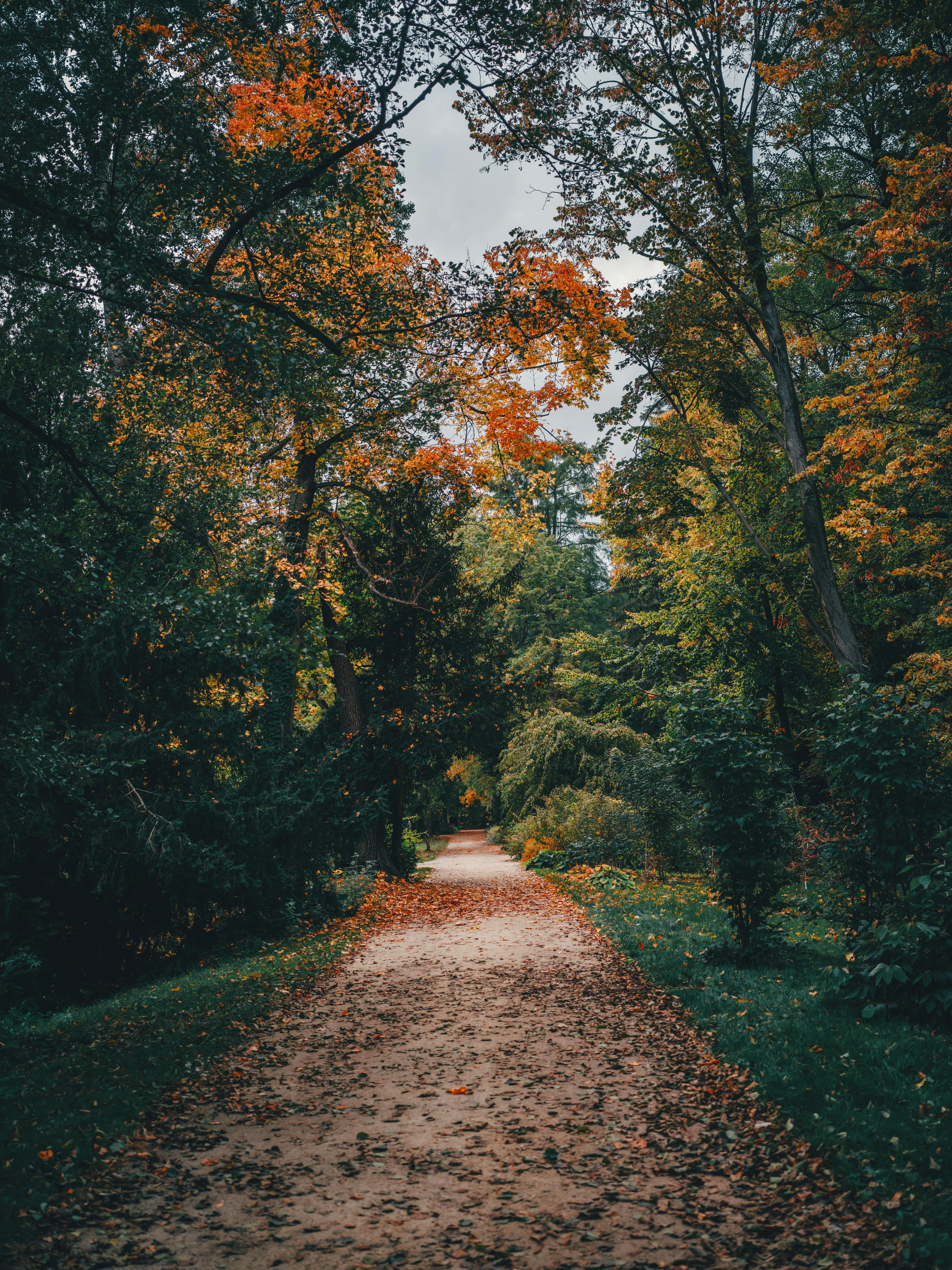 Pathway between Trees in the Forest · Free Stock Photo