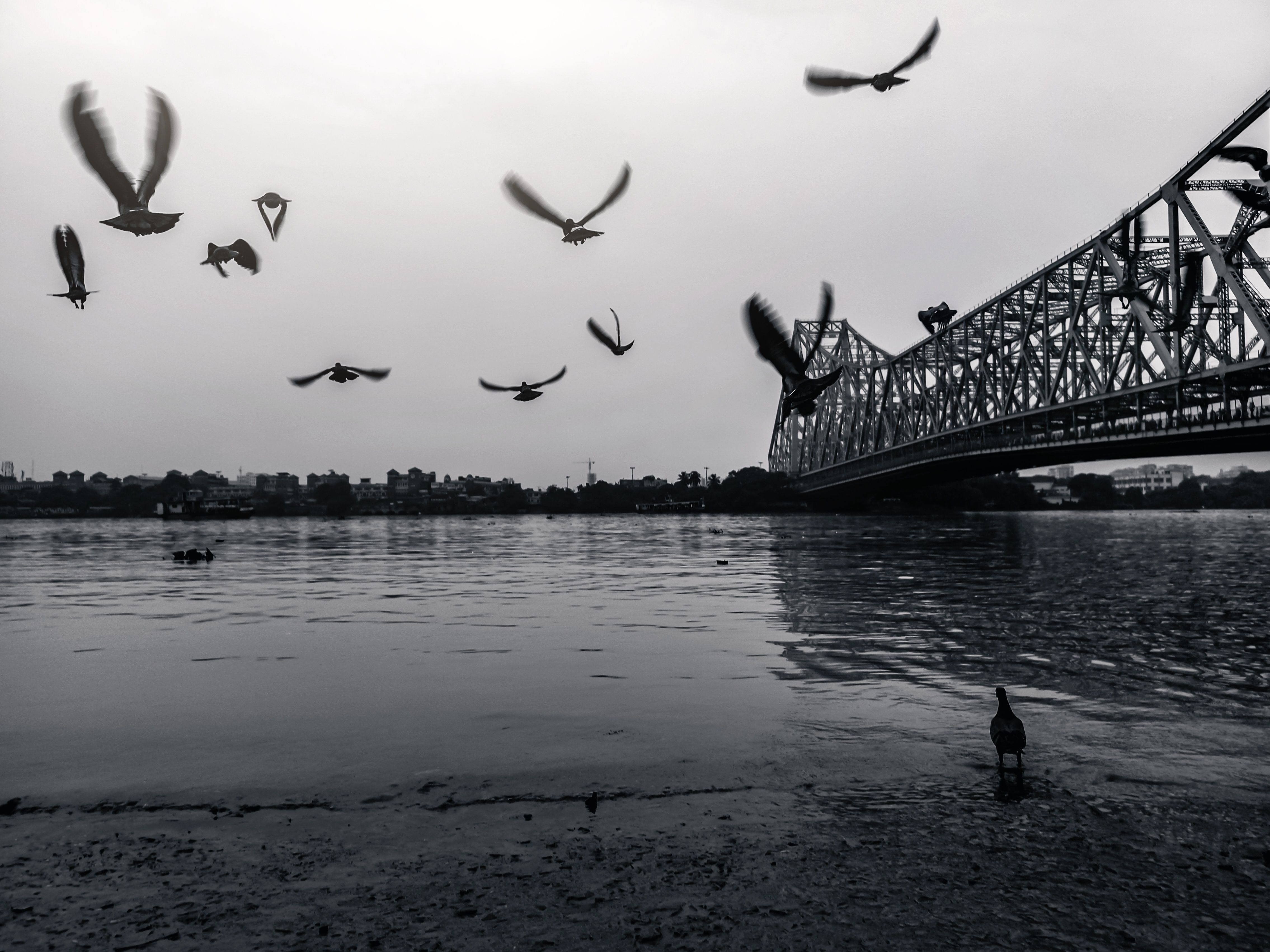 Birds Flying Near Bridge over River · Free Stock Photo