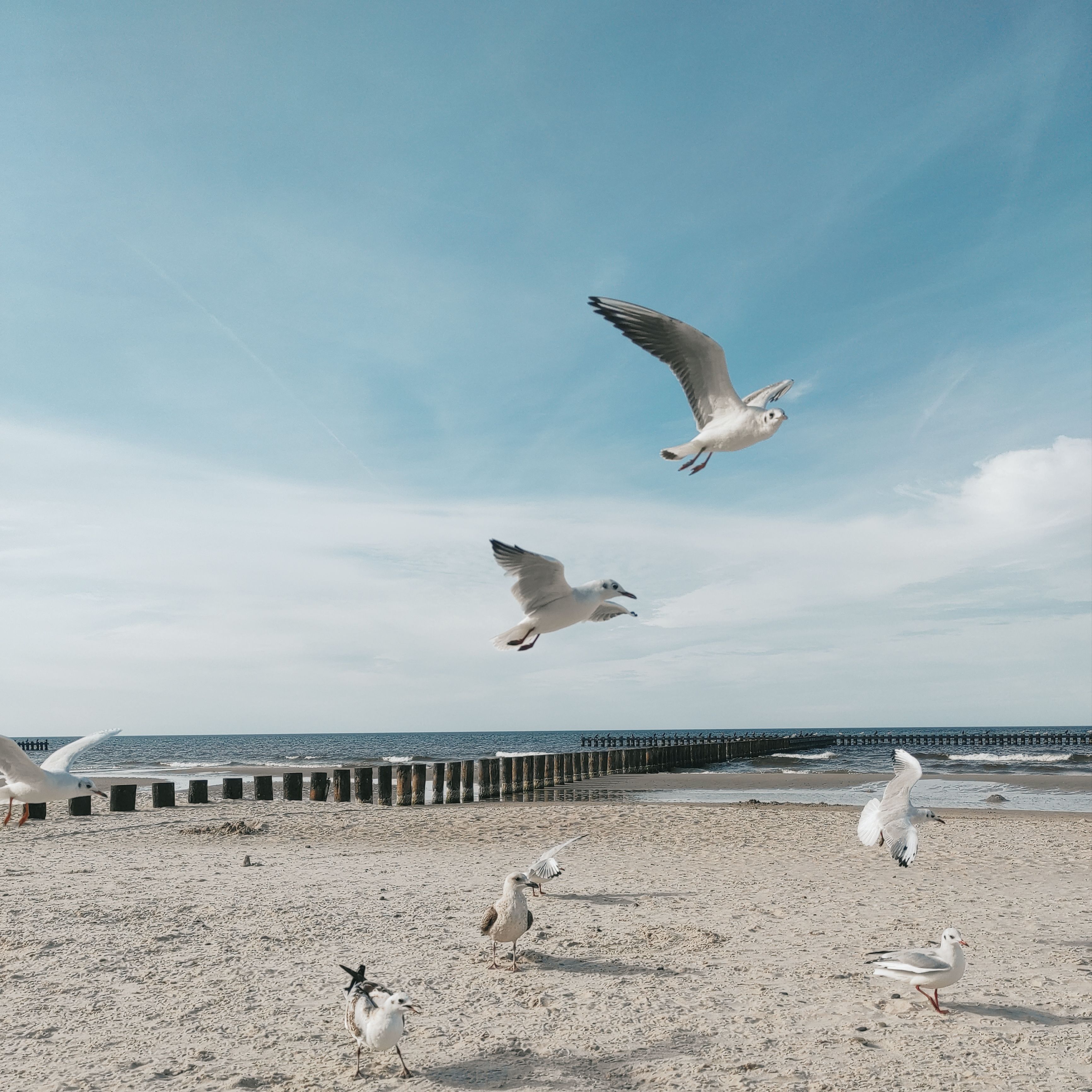 Photo of Birds Flying On Seaeshore · Free Stock Photo