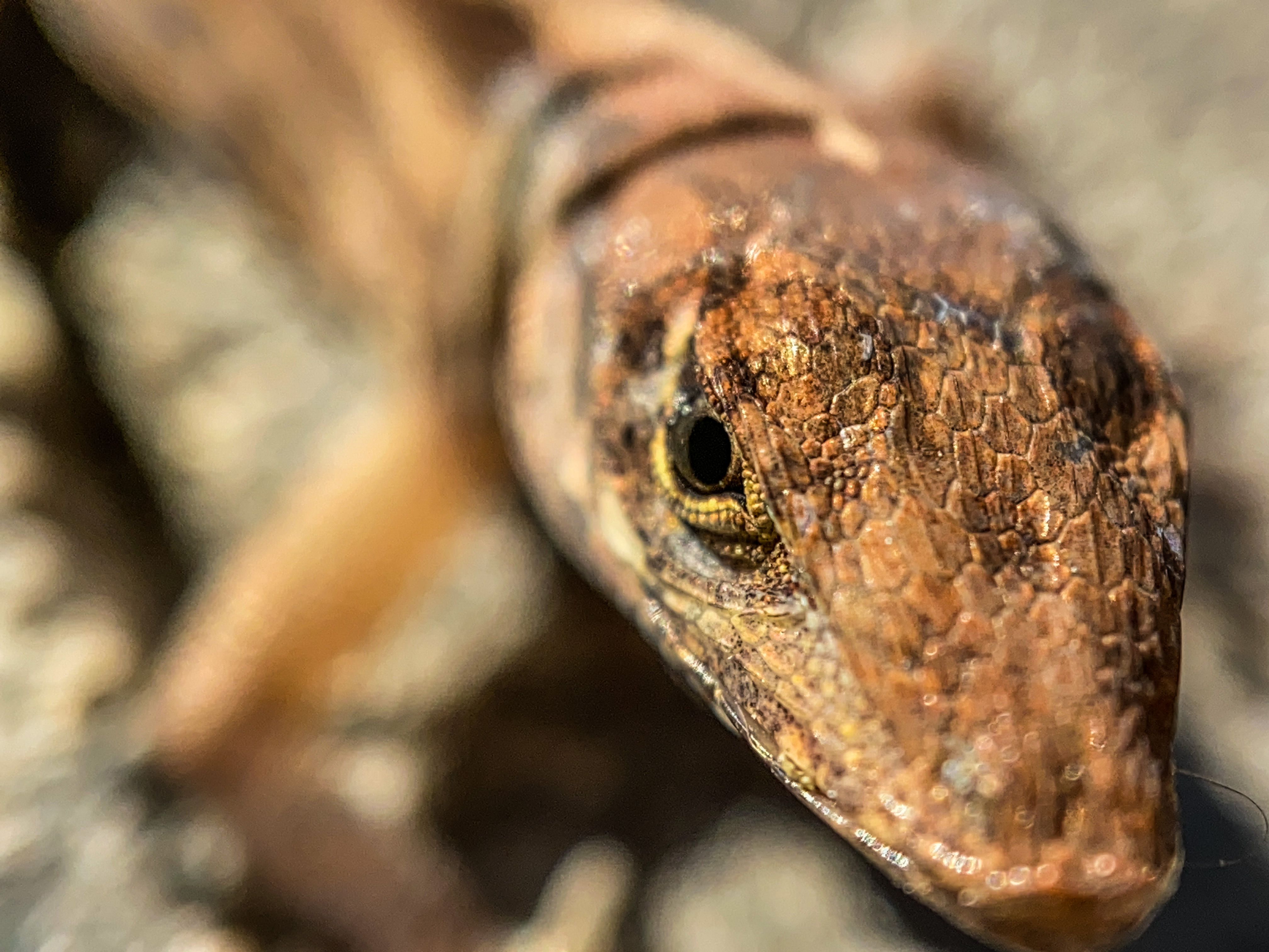 Macro Photography 69 Photos & Videos Collected by Alexa Heinrich