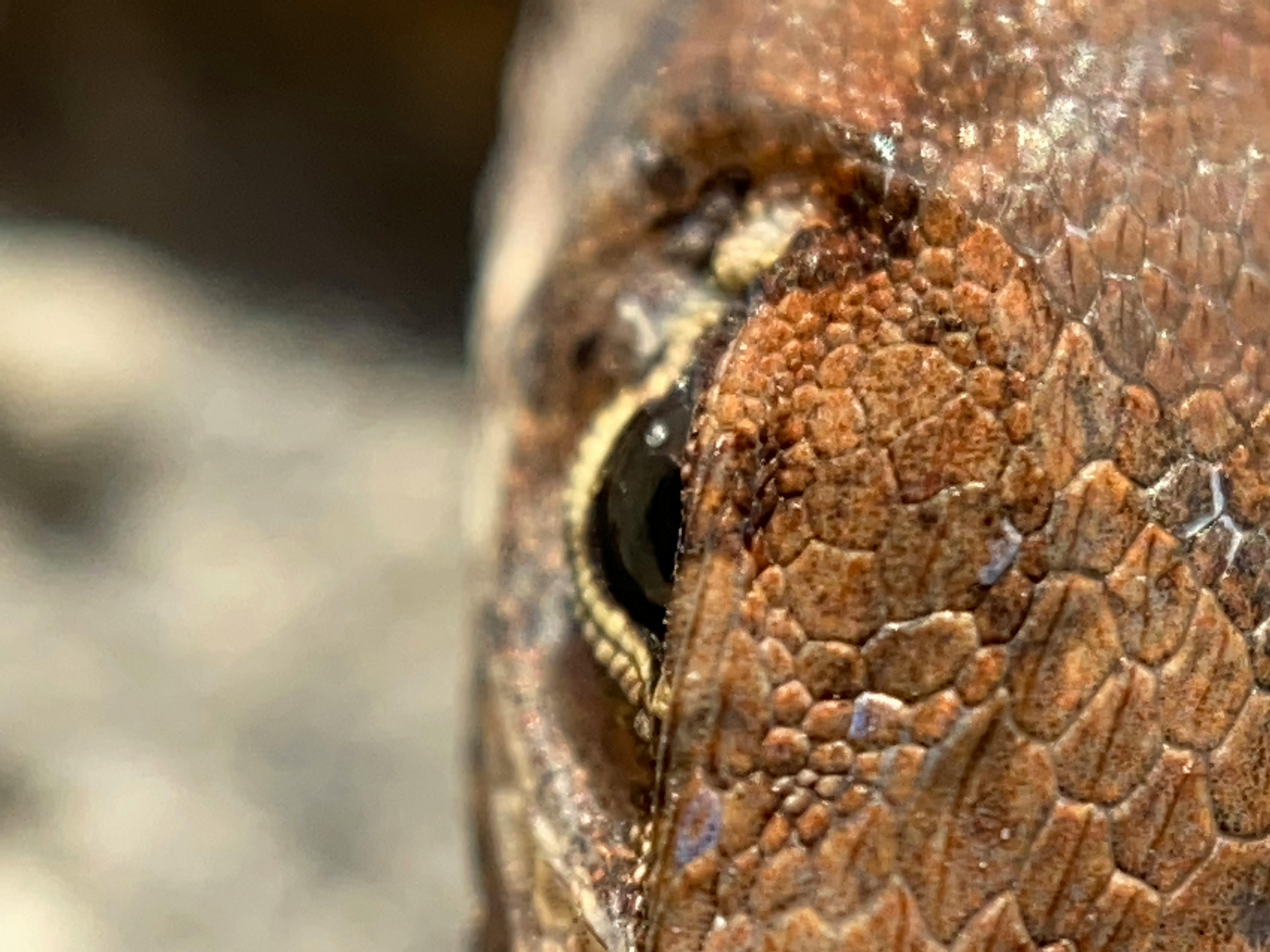 Lizards 22 Photos & Videos Collected by Alexa Heinrich