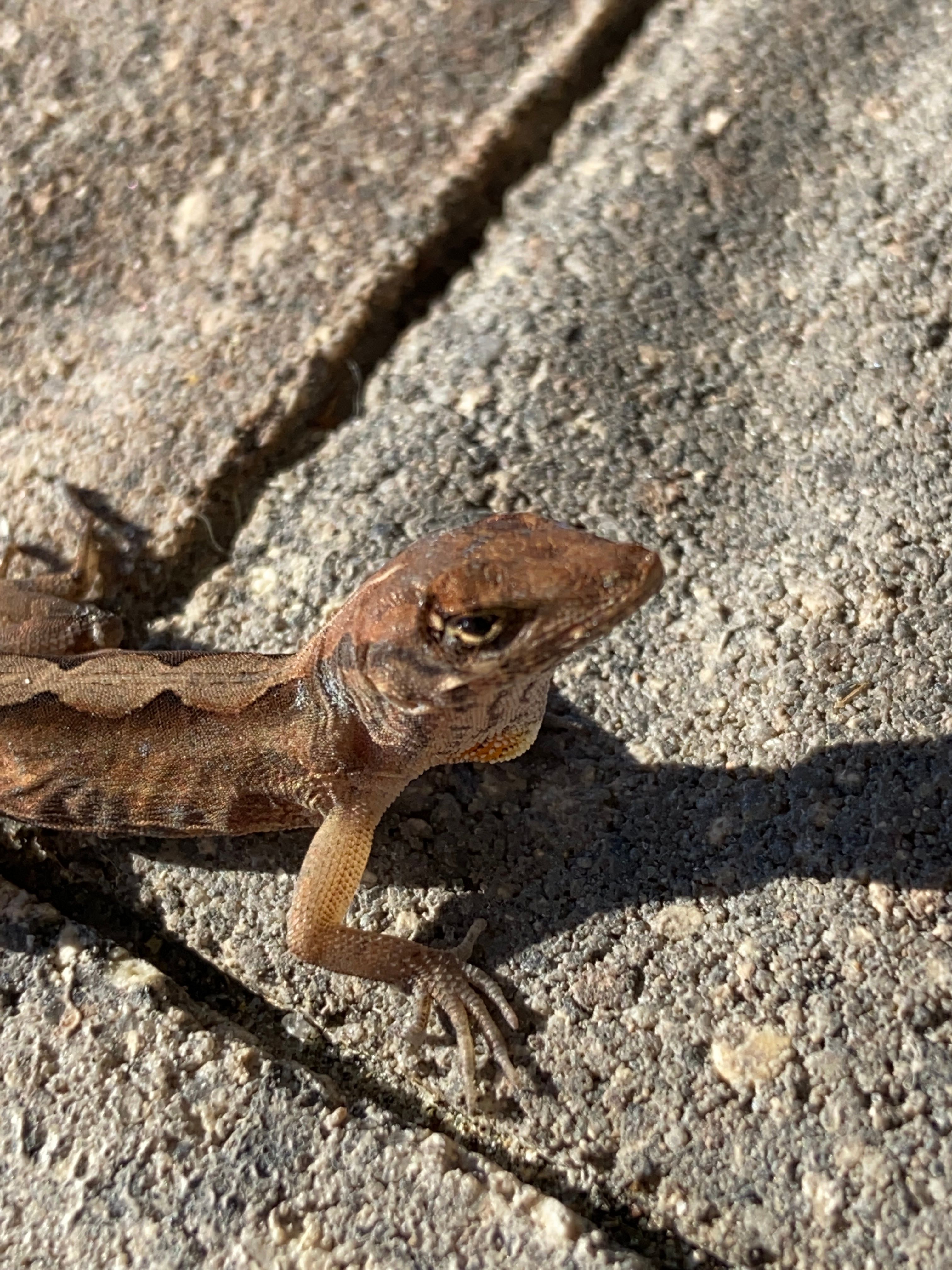Lizards 22 Photos & Videos Collected by Alexa Heinrich