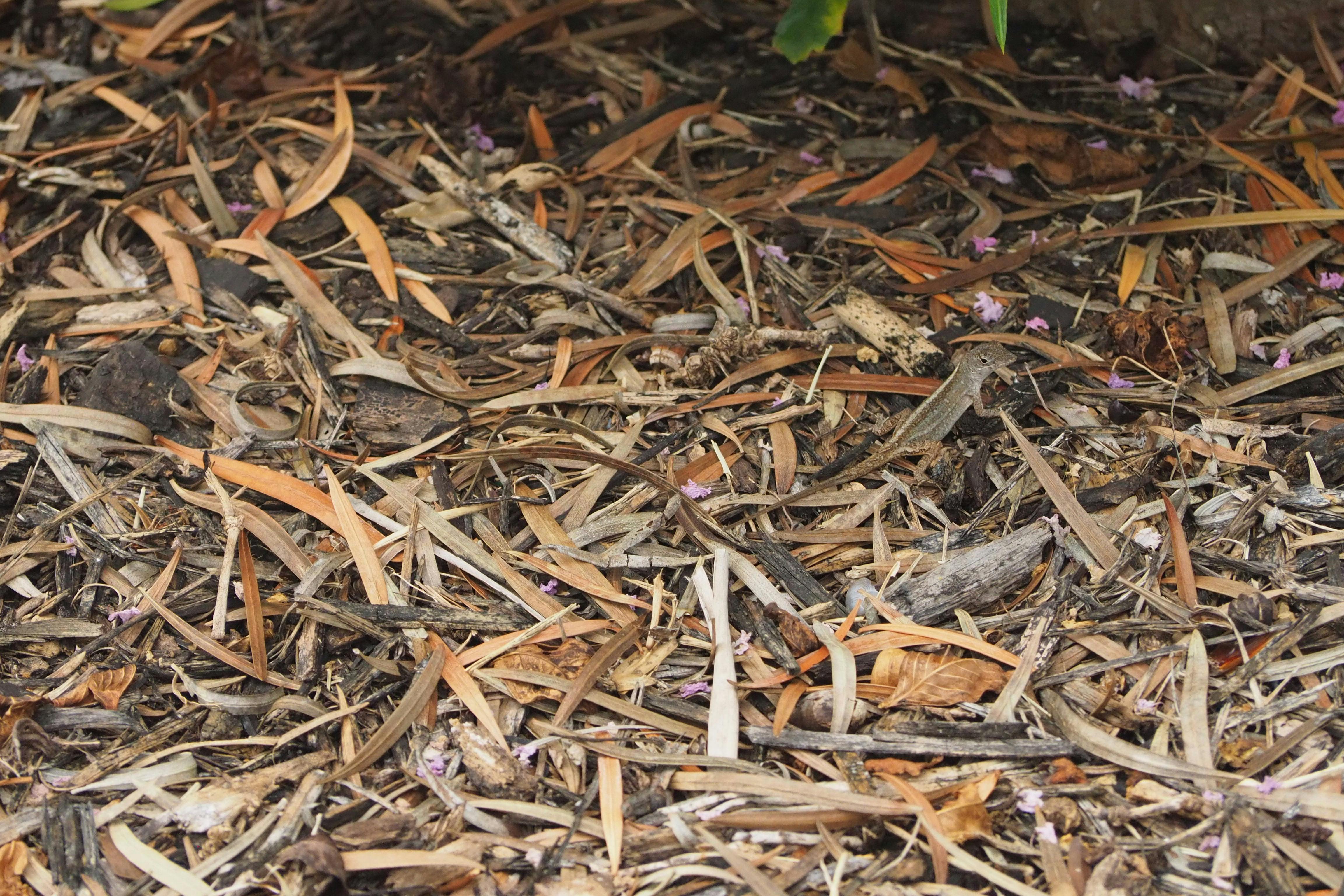 Lizards 22 Photos & Videos Collected by Alexa Heinrich