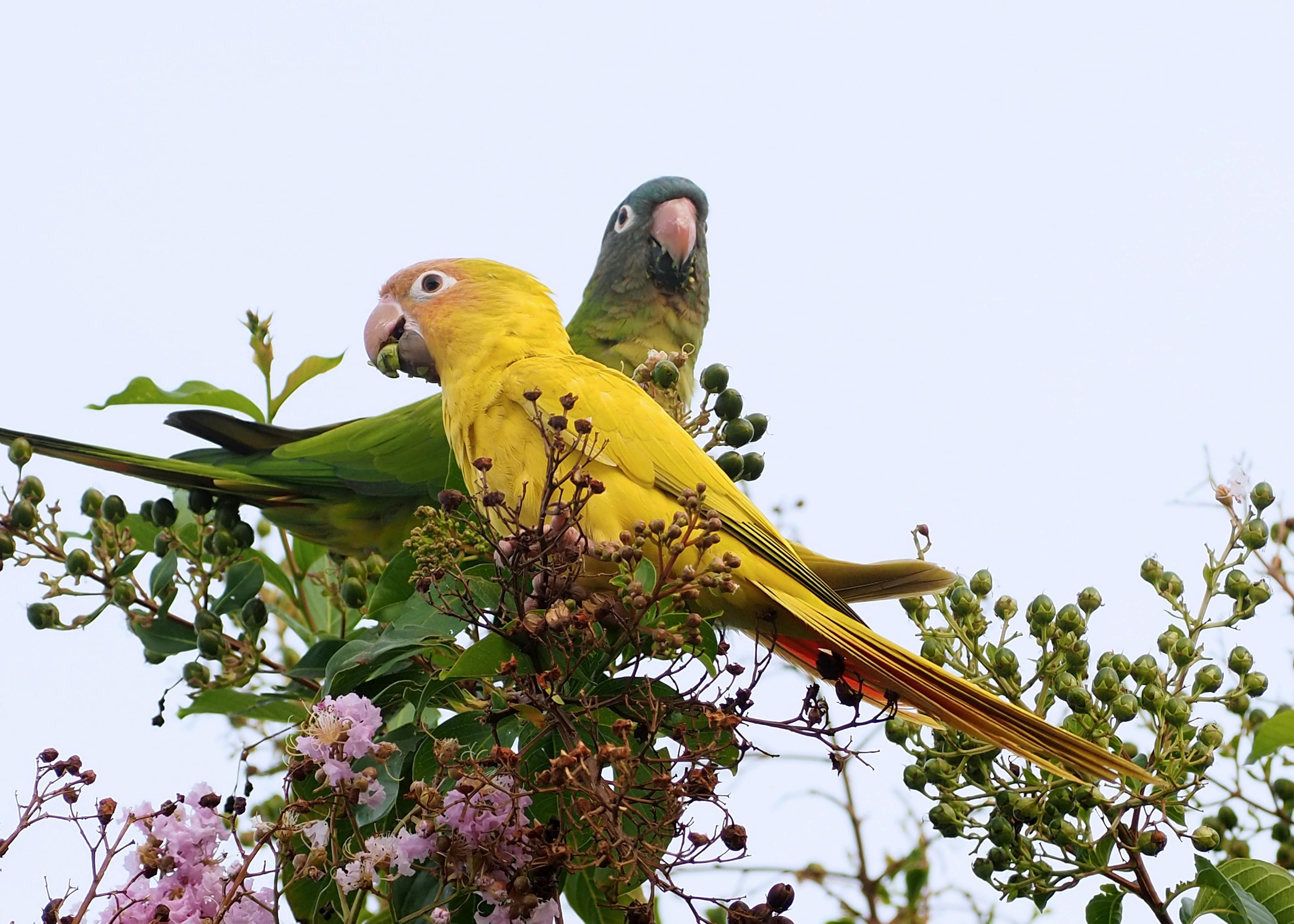 Parrots 51 Photos & Videos Collected by Alexa Heinrich