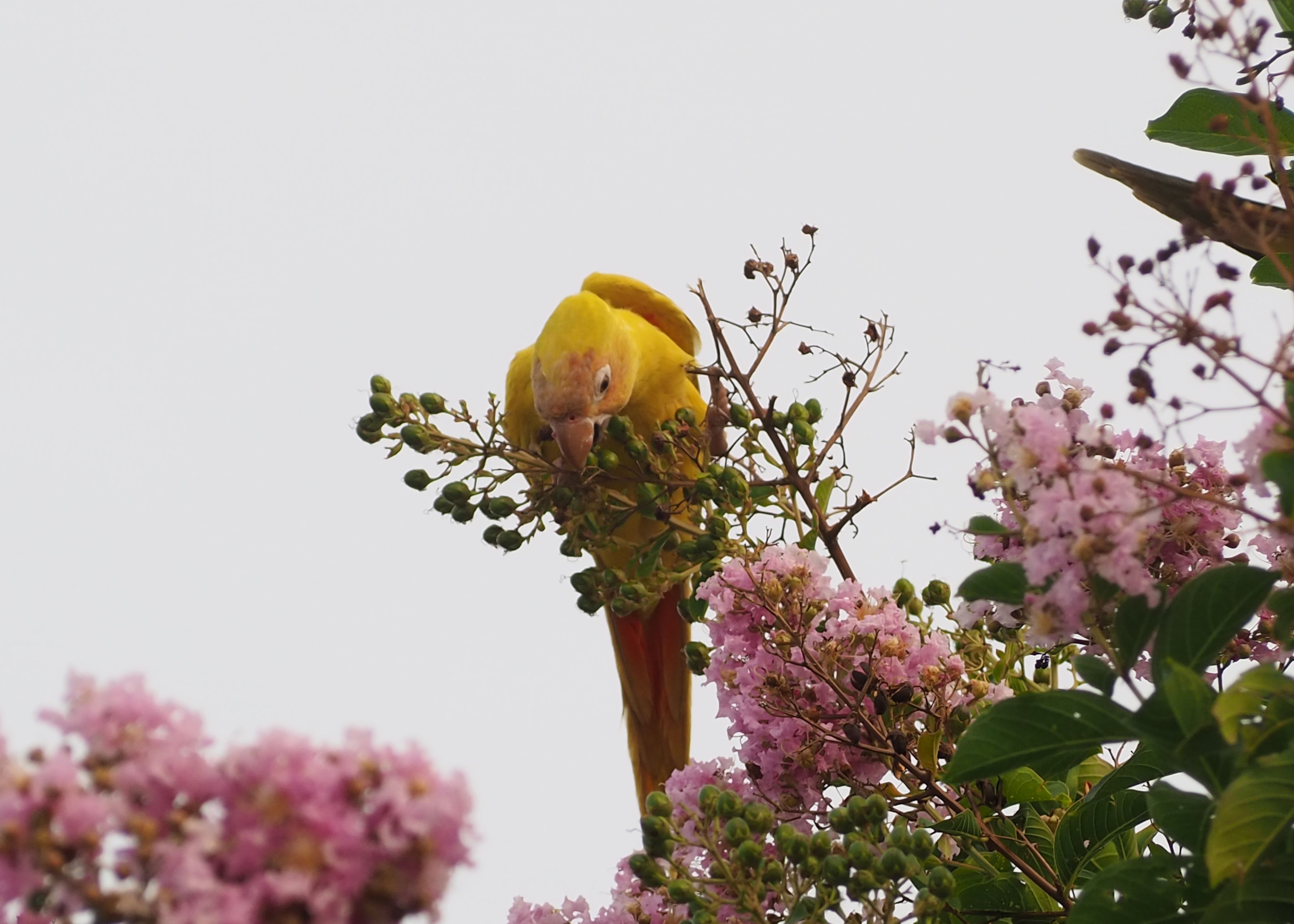 Parrots 51 Photos & Videos Collected by Alexa Heinrich