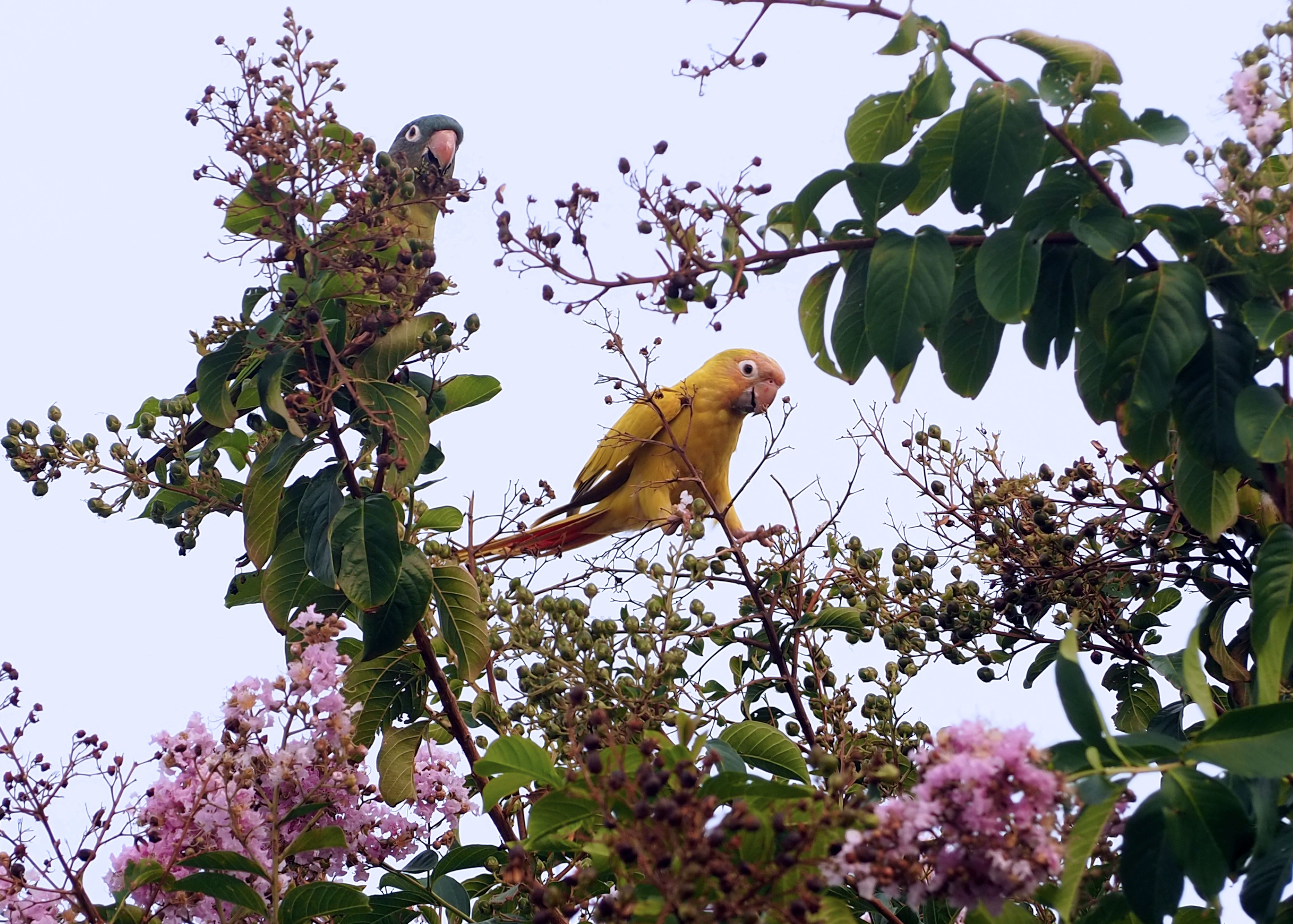 Parrots 51 Photos & Videos Collected by Alexa Heinrich