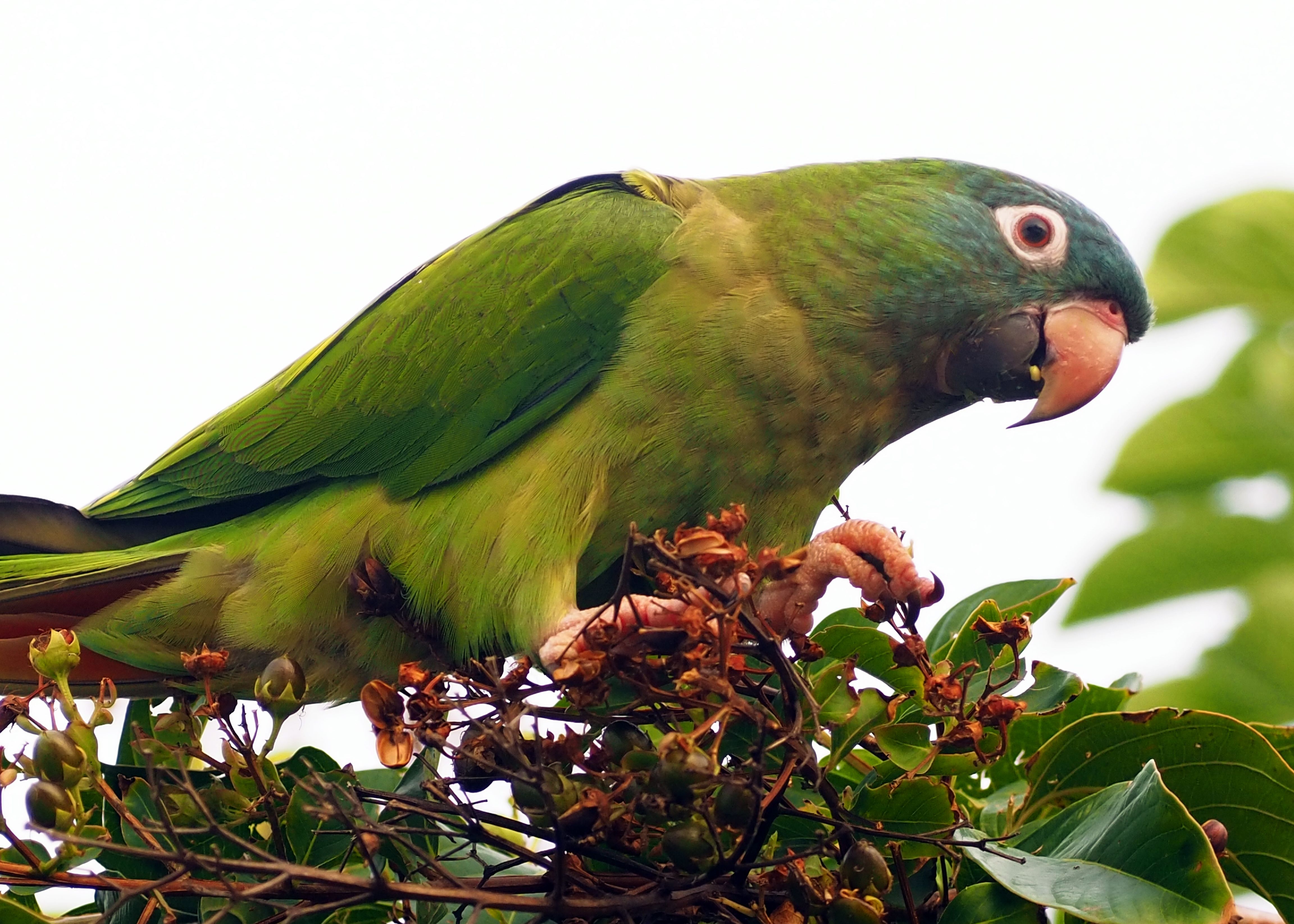Parrots 51 Photos & Videos Collected by Alexa Heinrich