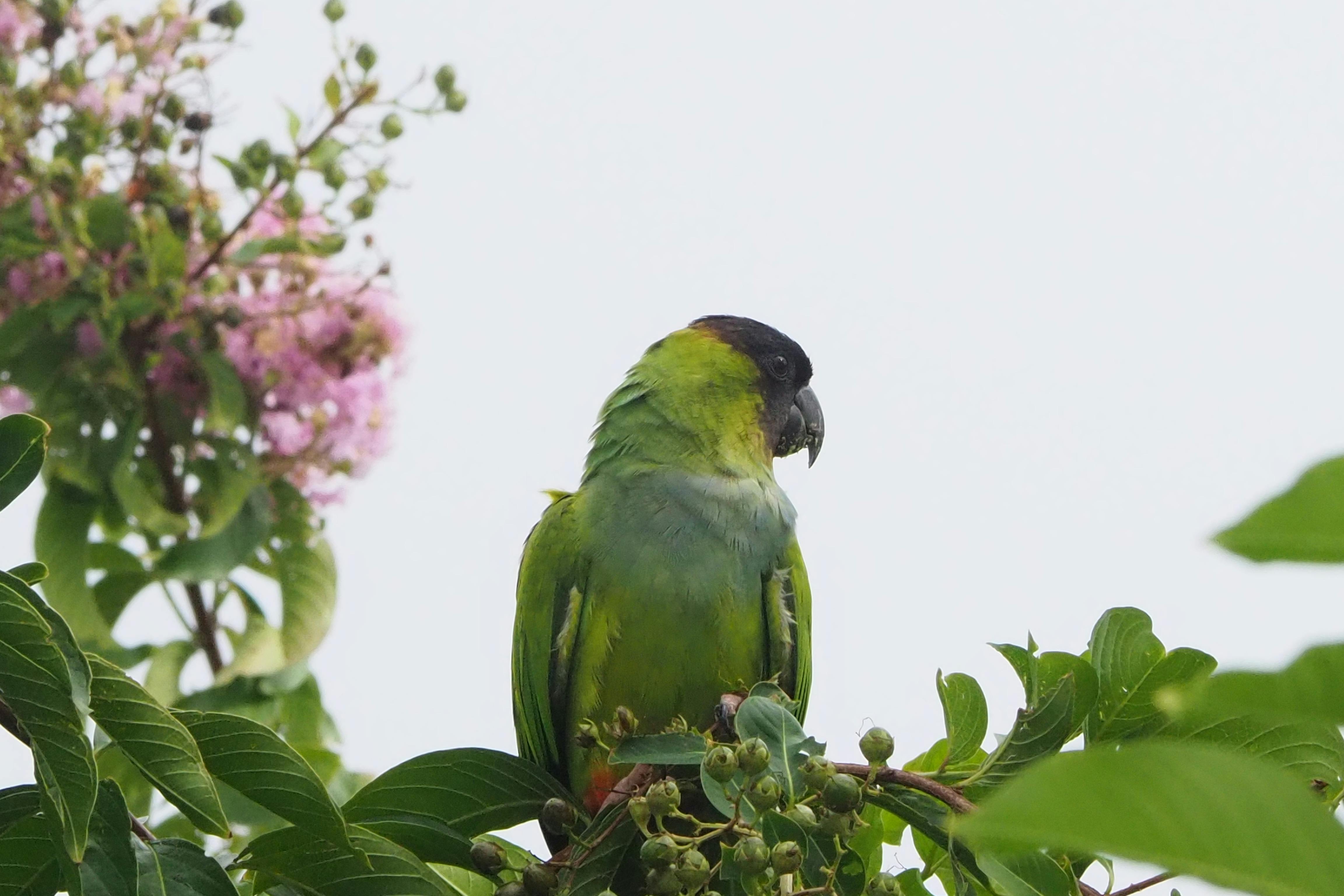 Parrots 51 Photos & Videos Collected by Alexa Heinrich