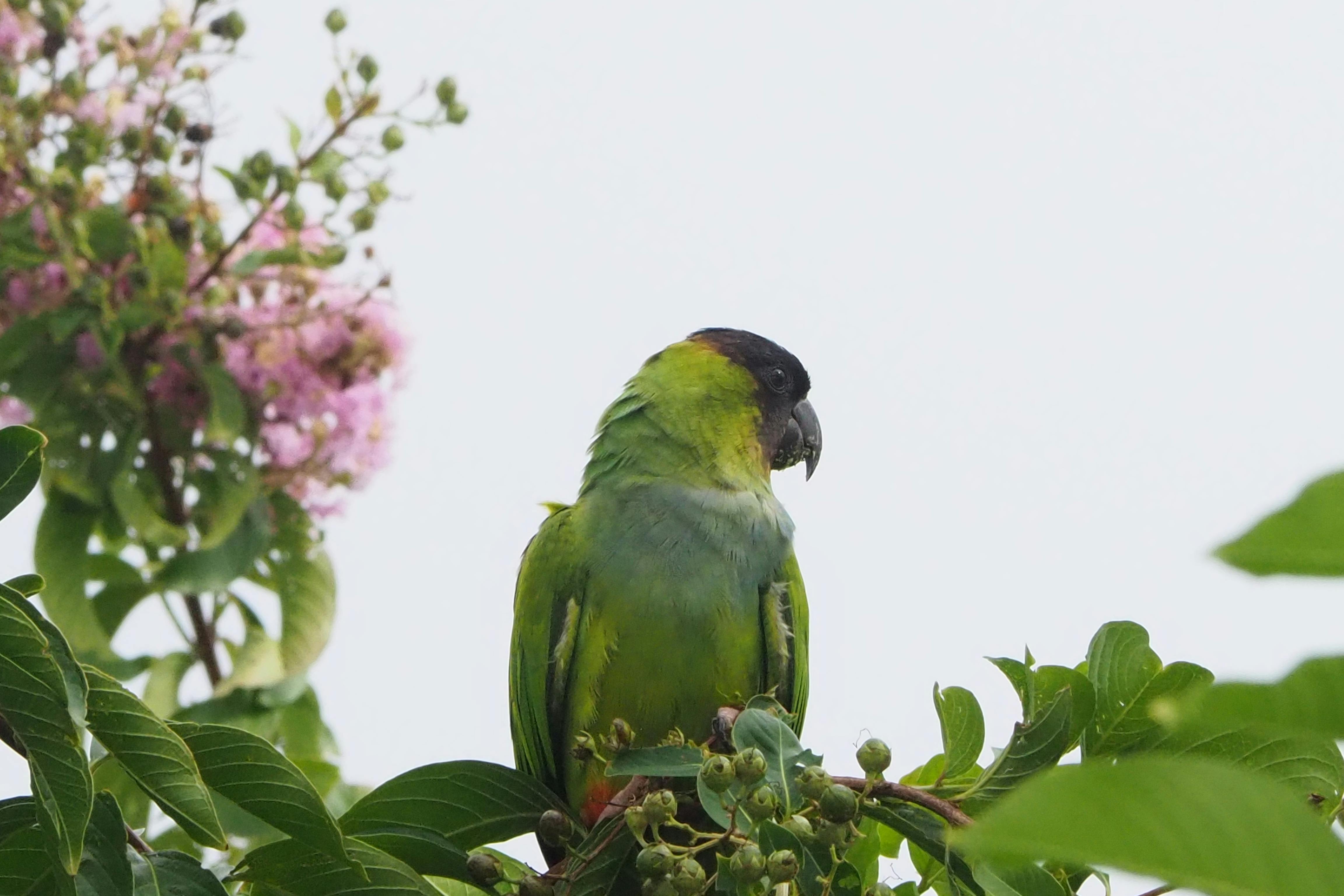 Parrots 51 Photos & Videos Collected by Alexa Heinrich