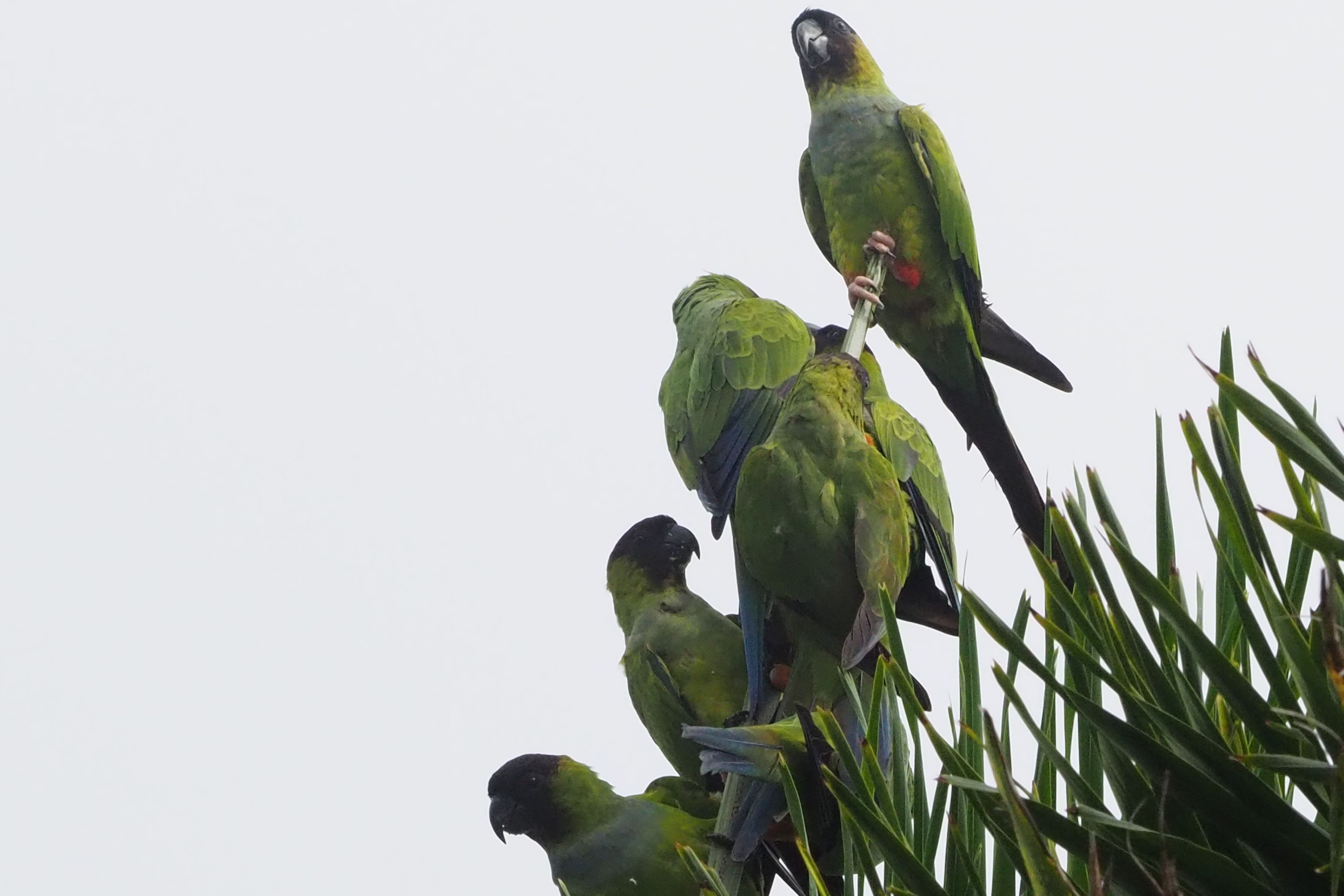 Parrots 51 Photos & Videos Collected by Alexa Heinrich