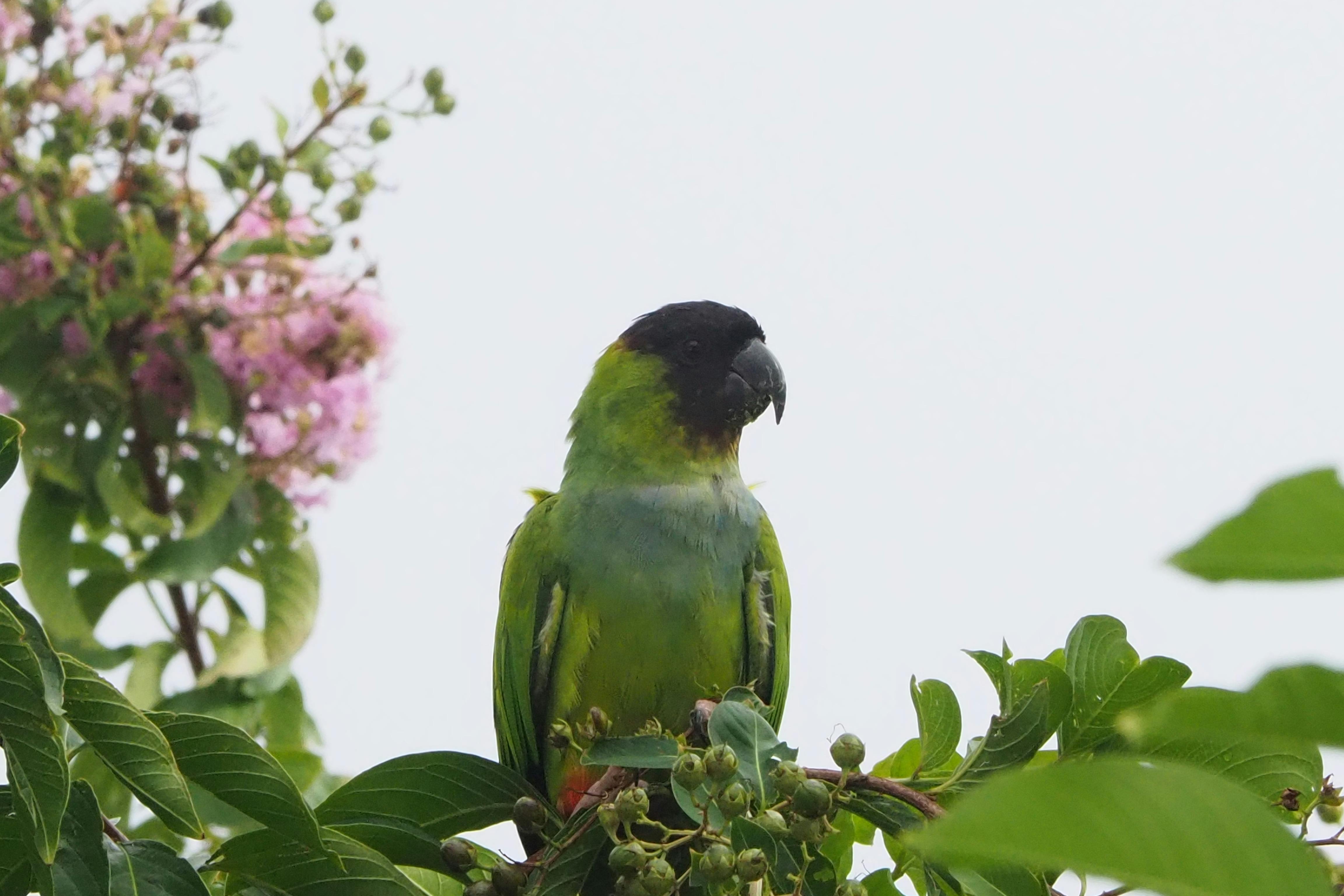 Parrots 51 Photos & Videos Collected by Alexa Heinrich