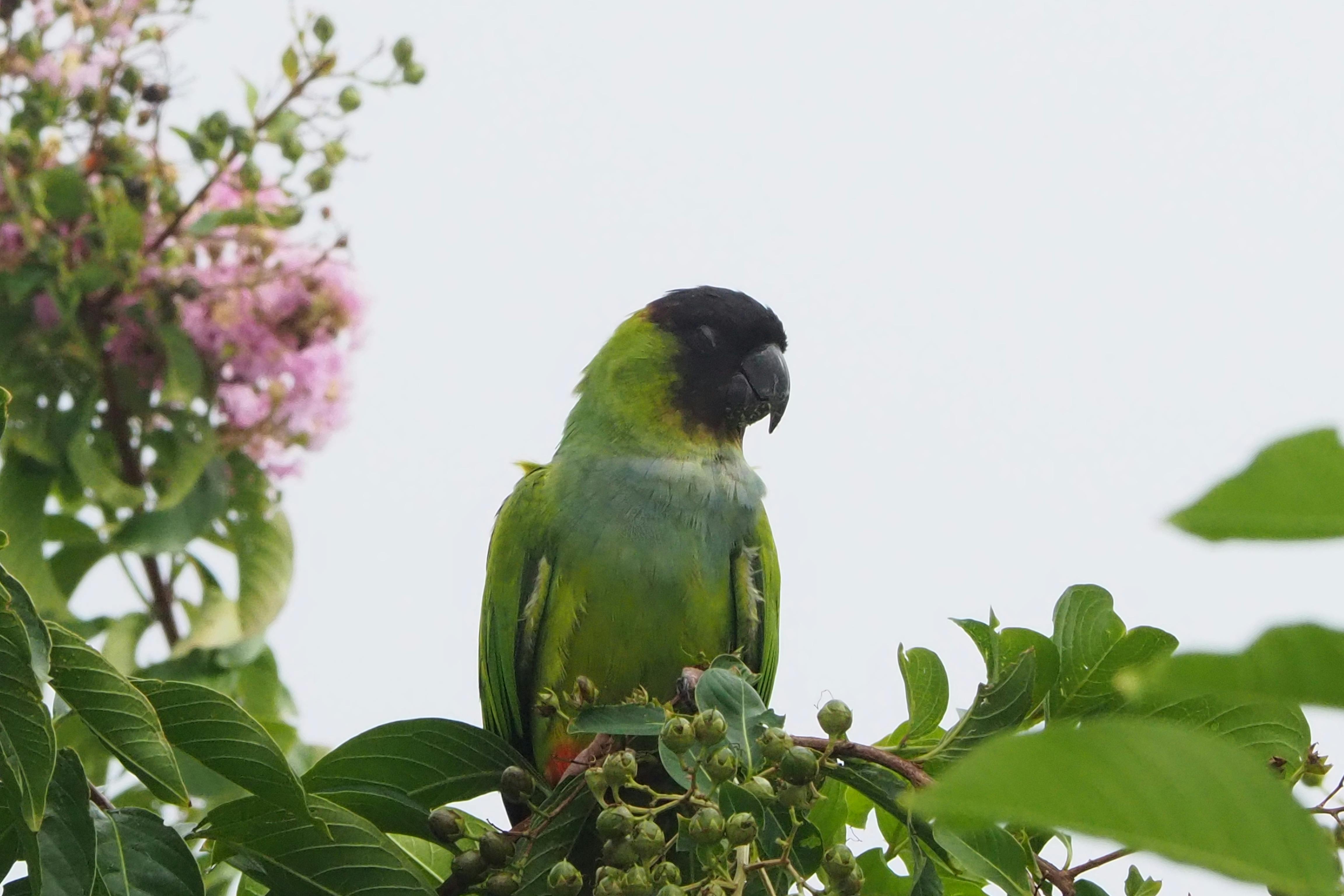 Parrots 51 Photos & Videos Collected by Alexa Heinrich