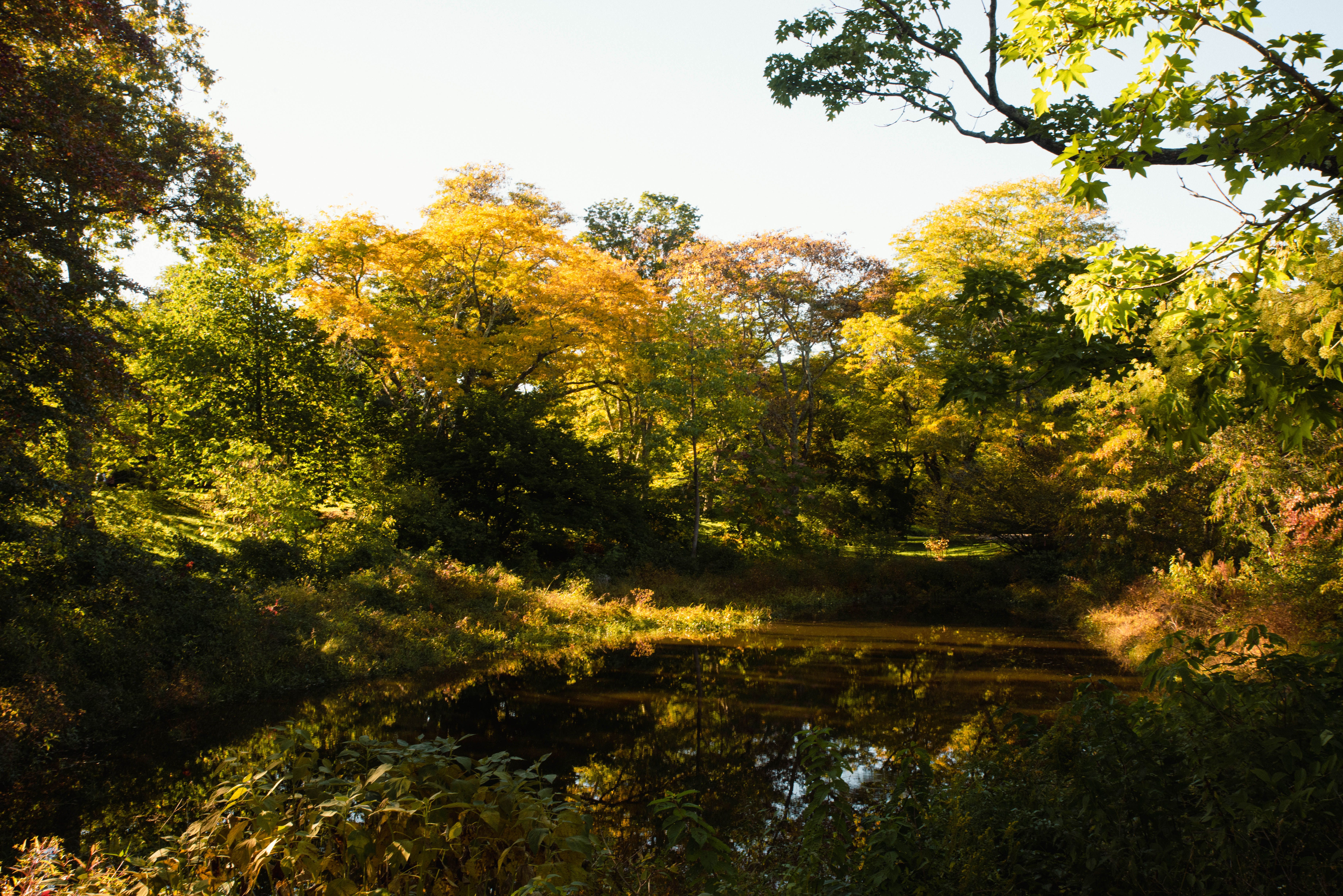 View of Trees and Rivers · Free Stock Photo