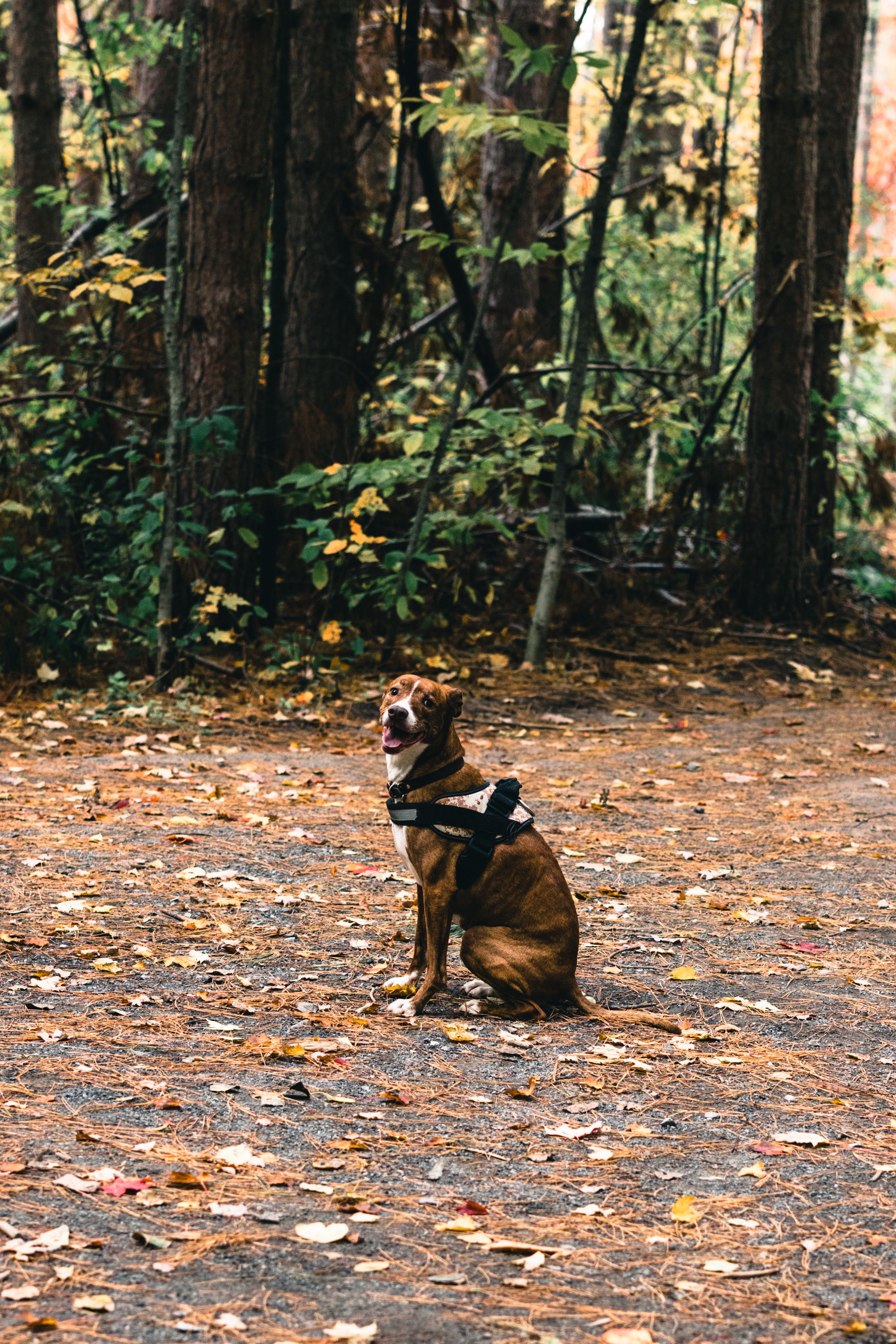 Two Dogs Lying on the Ground · Free Stock Photo