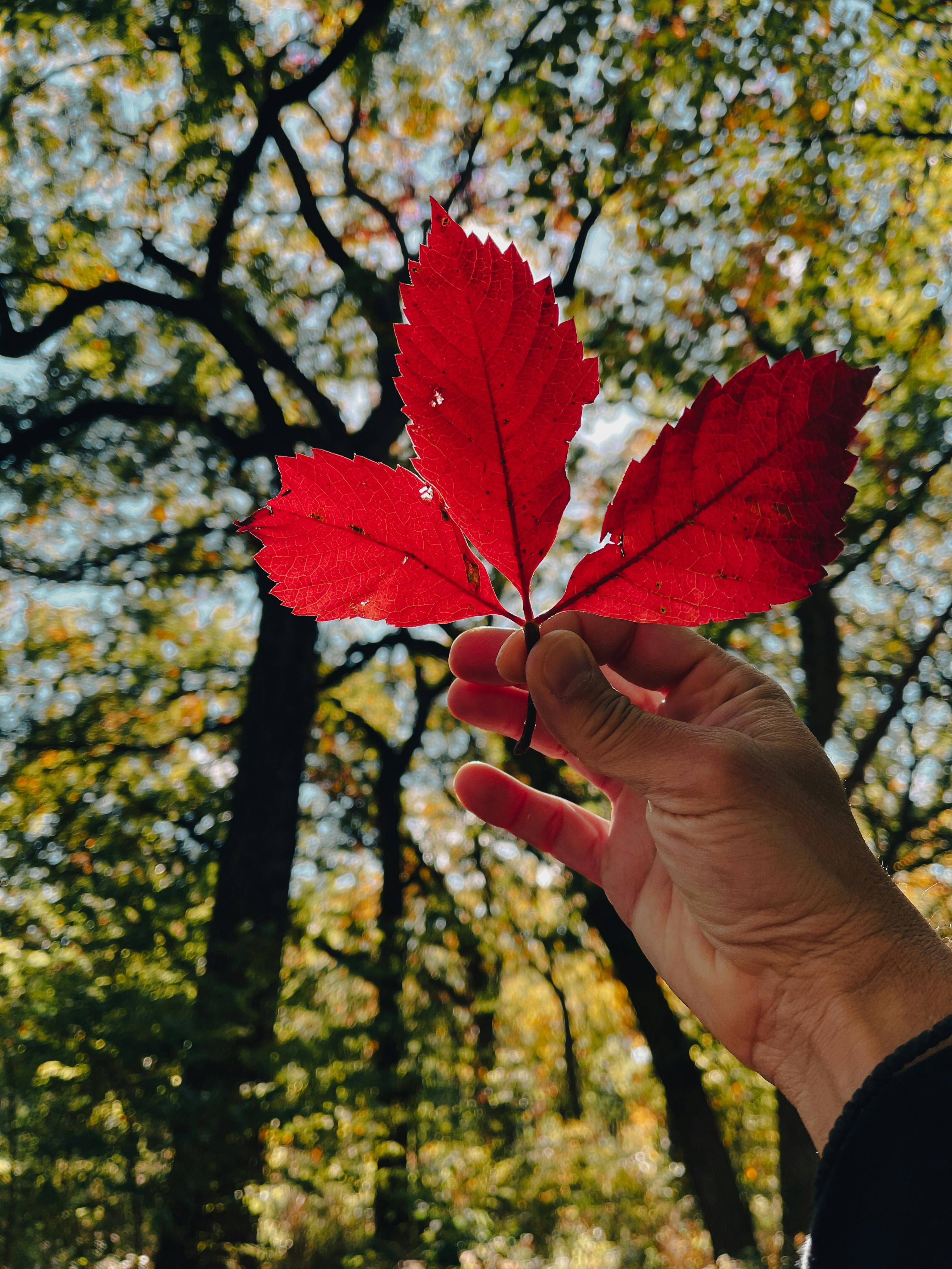 Pathway Filled With Withered Leaves · Free Stock Photo