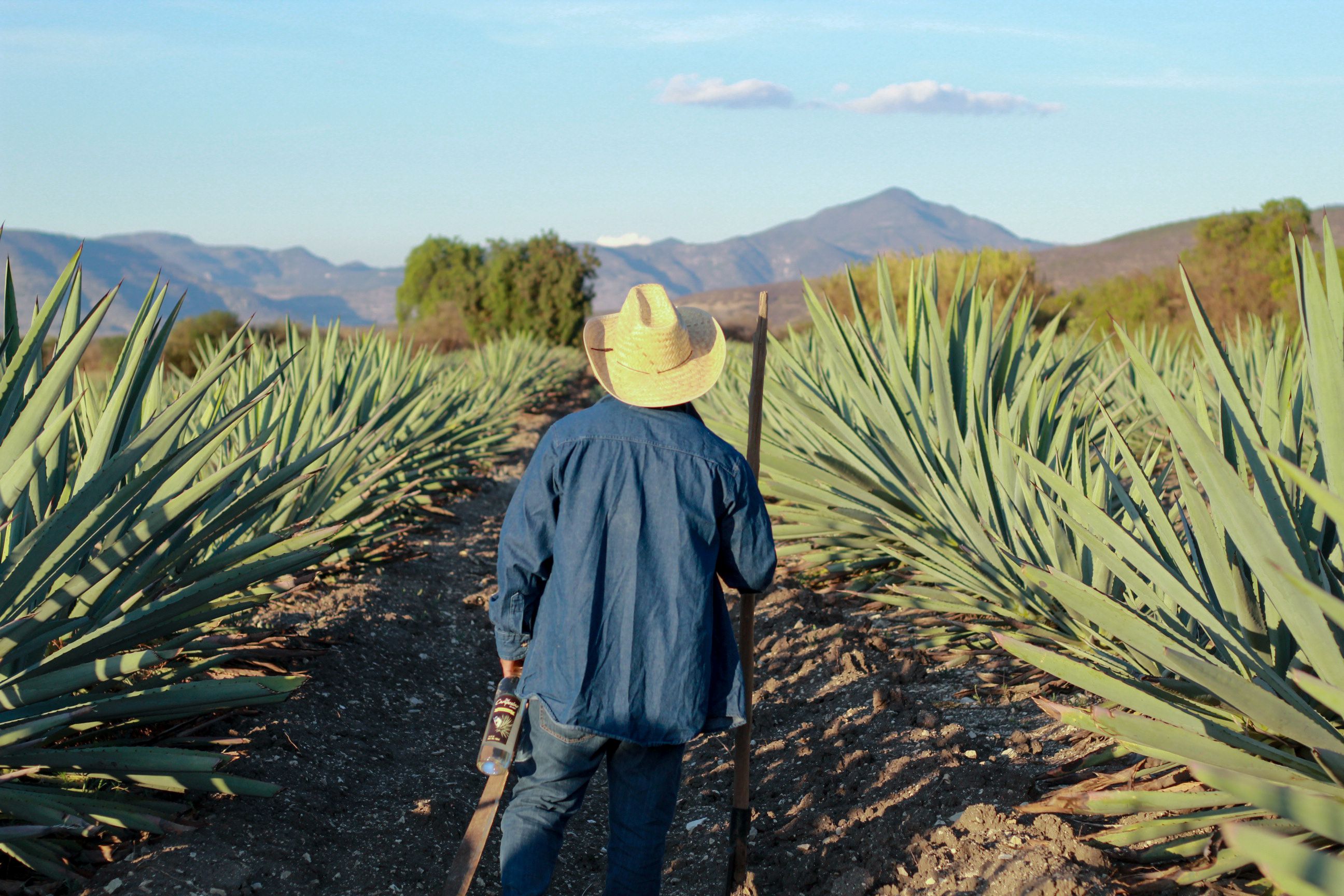 Agave Tequilana Photos, Download The BEST Free Agave Tequilana Stock ...