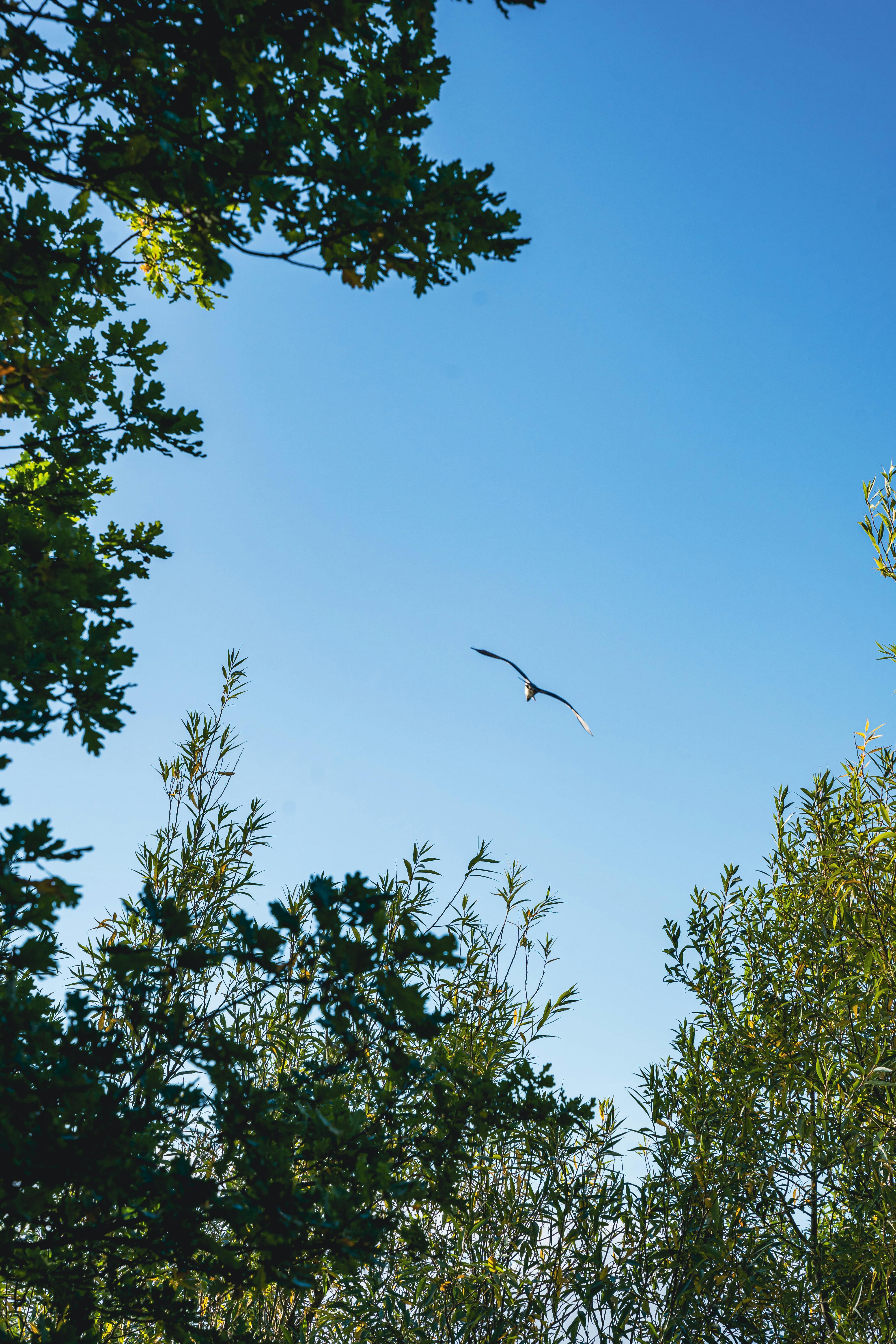 Bird Flying above Trees · Free Stock Photo