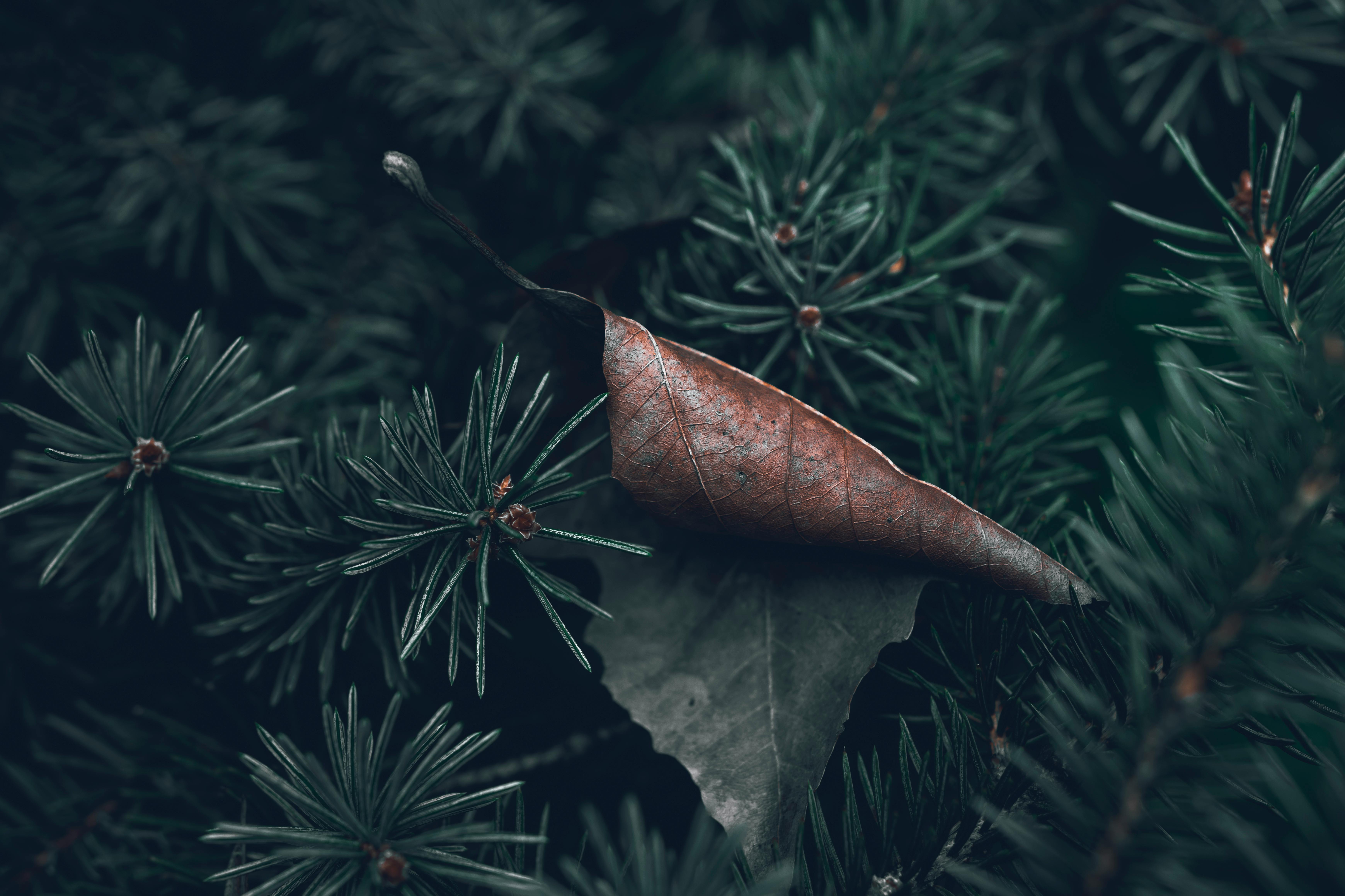 Tree Leaf Photos, Download The BEST Free Tree Leaf Stock Photos & HD Images