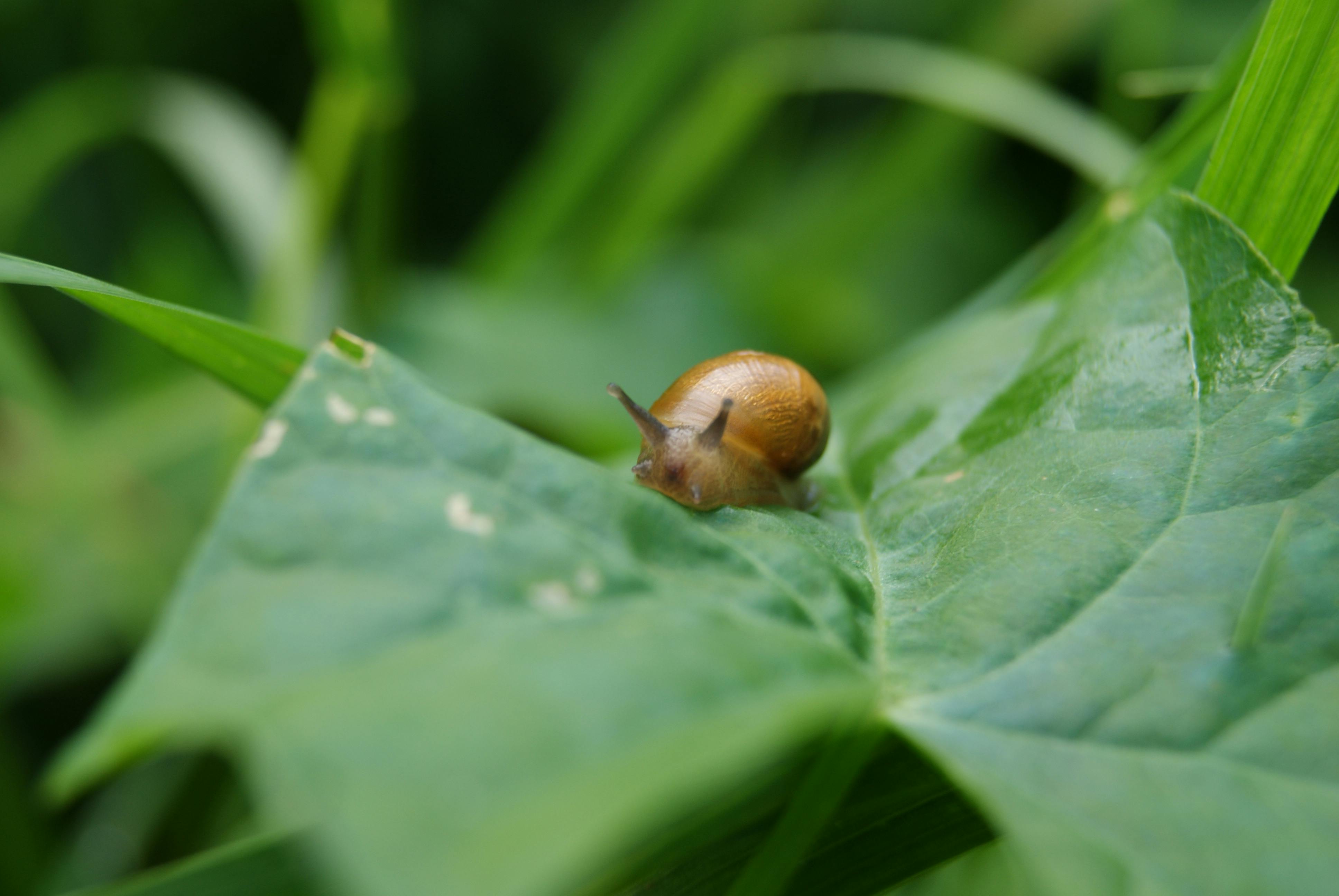 Snail Biology Photos, Download The BEST Free Snail Biology Stock Photos ...