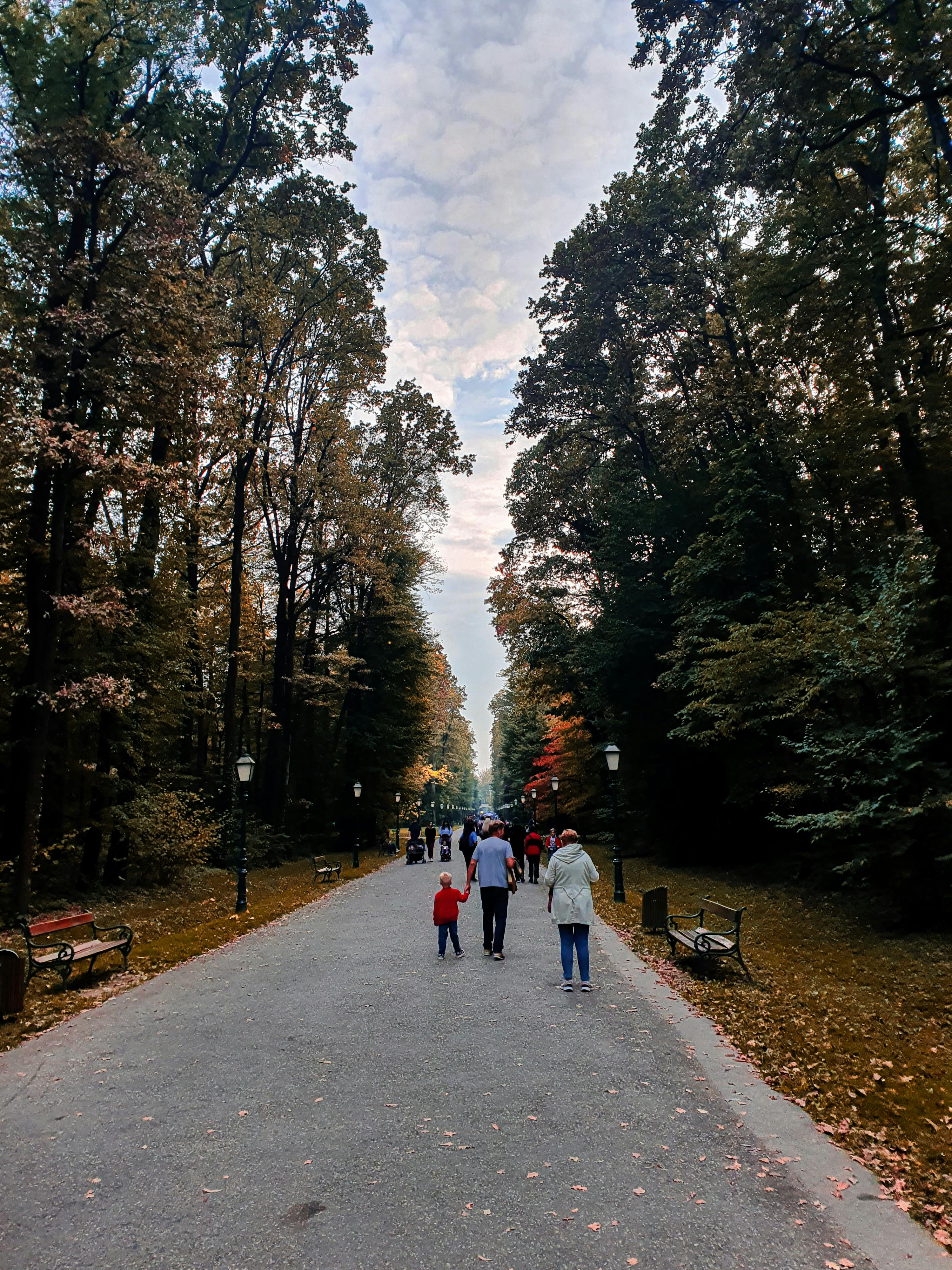 People Walking on the Pathway of a Park Between Tall Trees · Free Stock ...