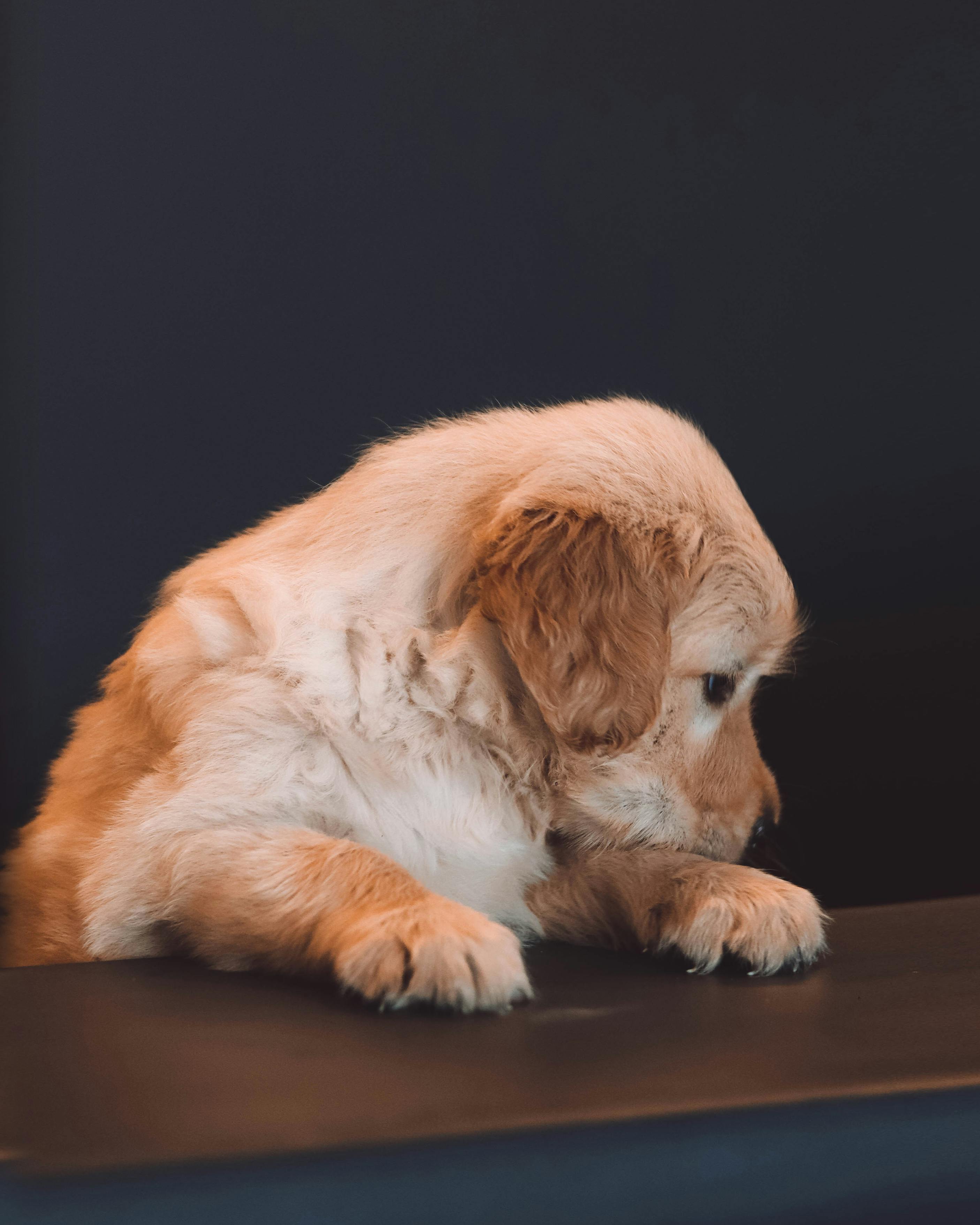 Close Up Photo of a Puppy · Free Stock Photo
