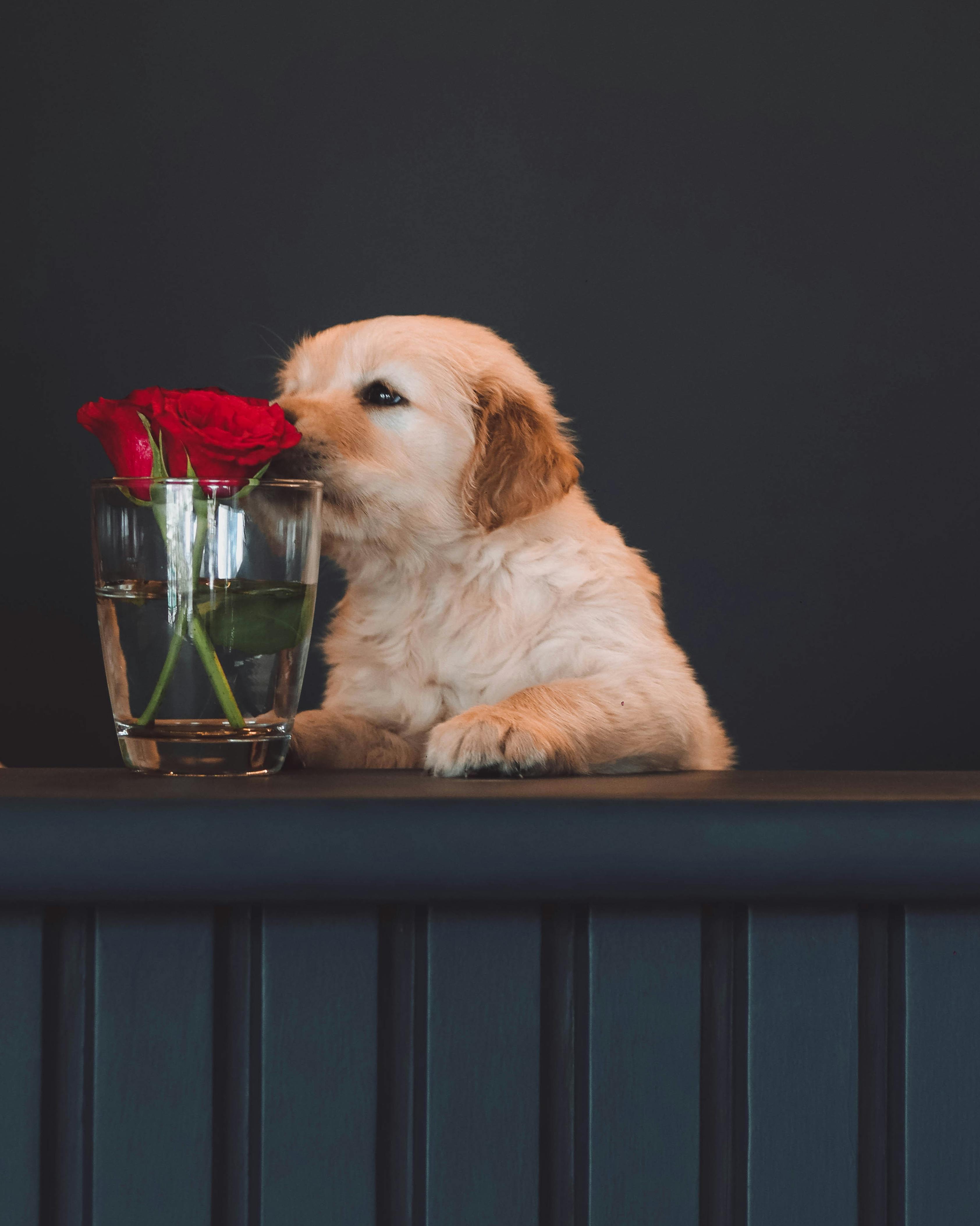 Puppy Smelling Red Rose in Glass Vase · Free Stock Photo