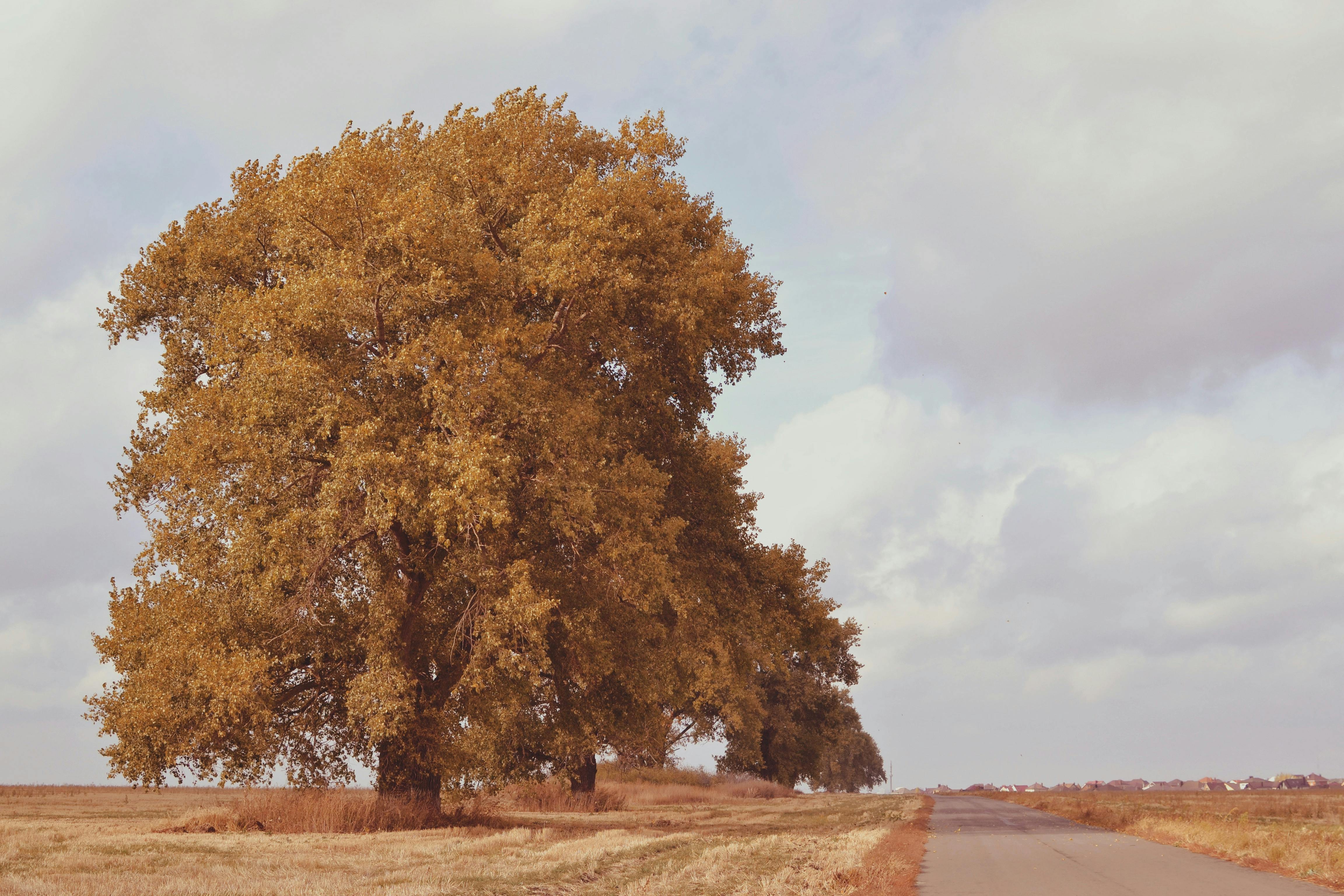 Big Brown Tree on Brown Grass Field Under the White Clouds · Free Stock ...