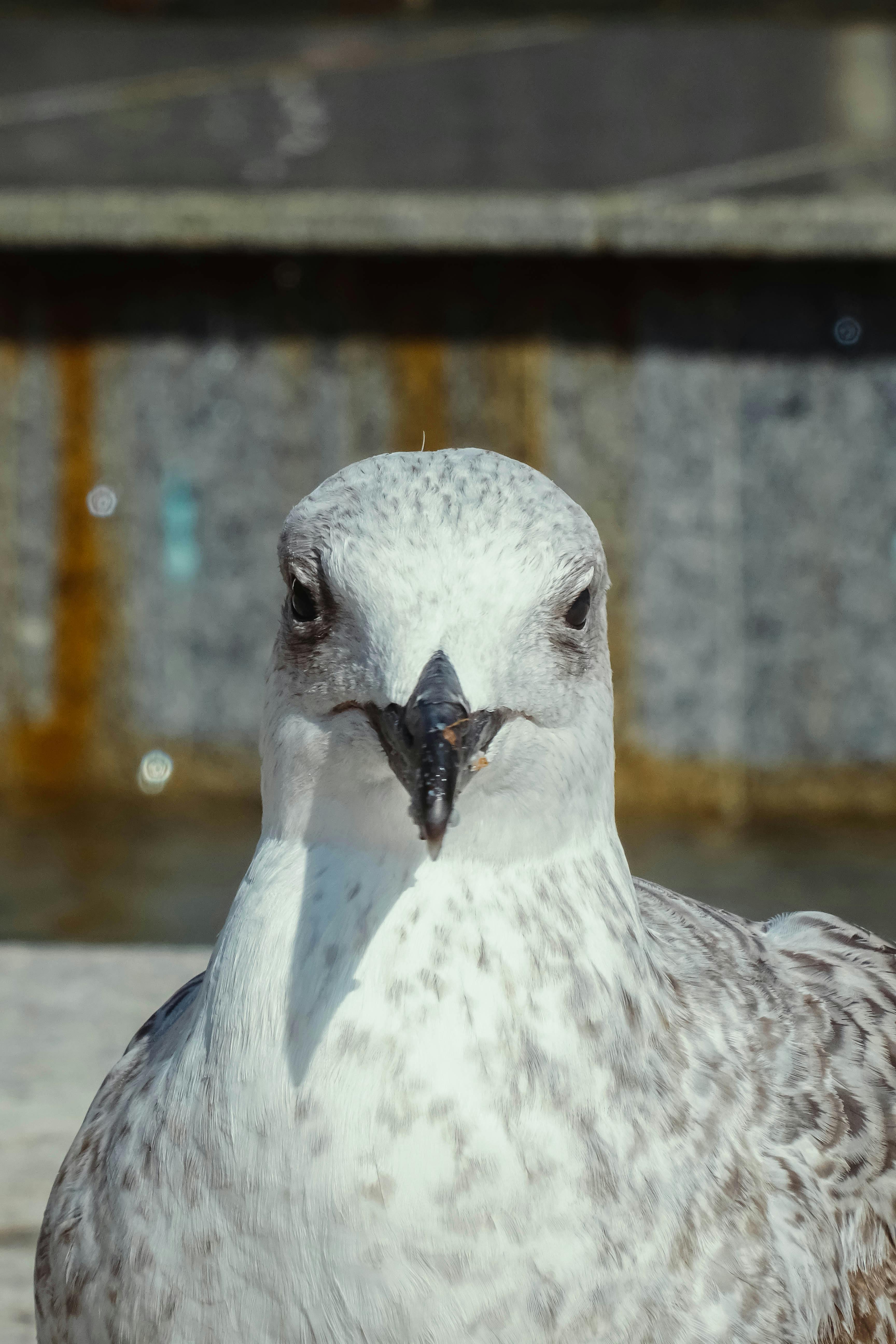 Dipper Bird Photos, Download The BEST Free Dipper Bird Stock Photos ...