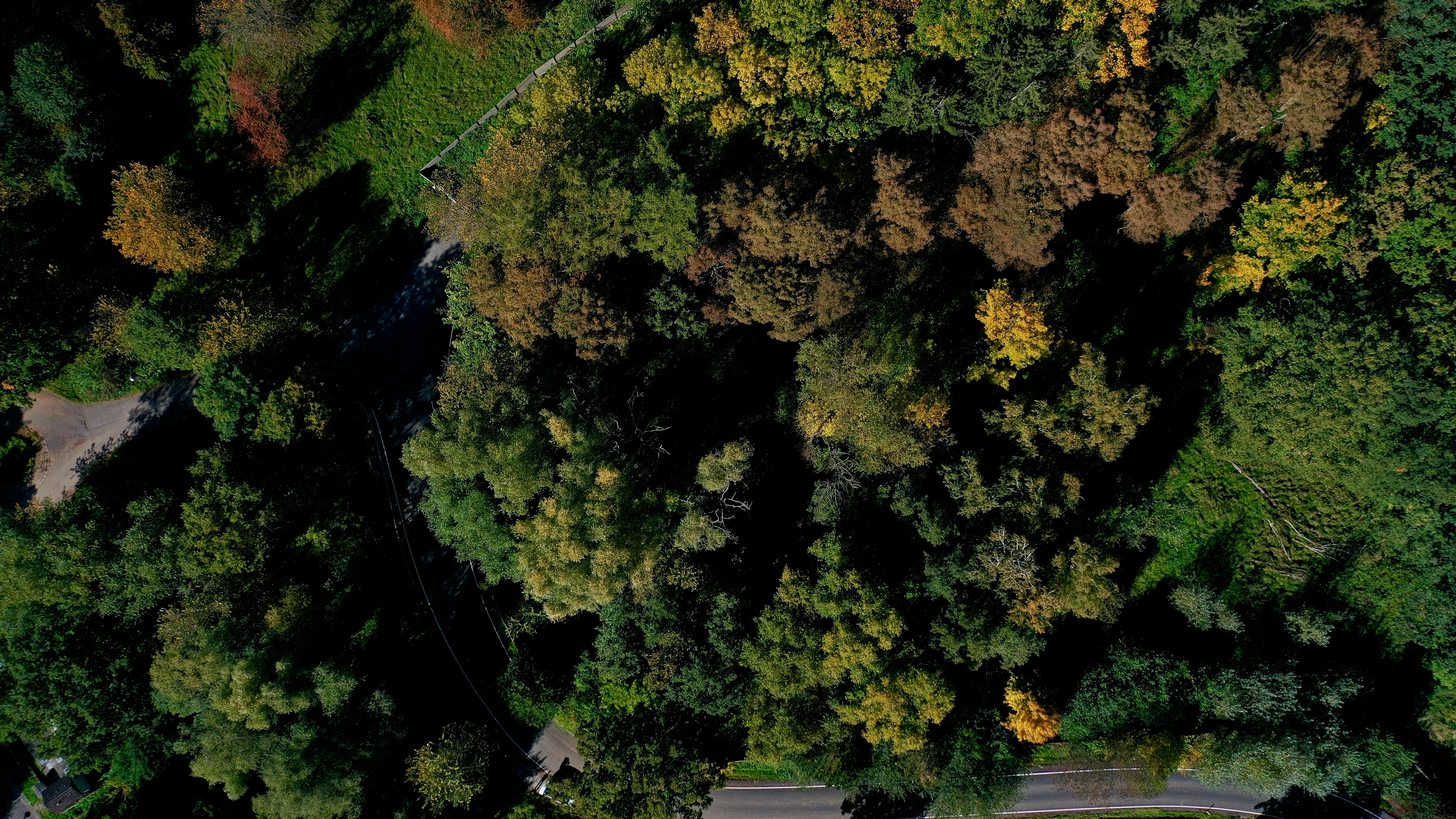 Aerial View of Green Trees · Free Stock Photo
