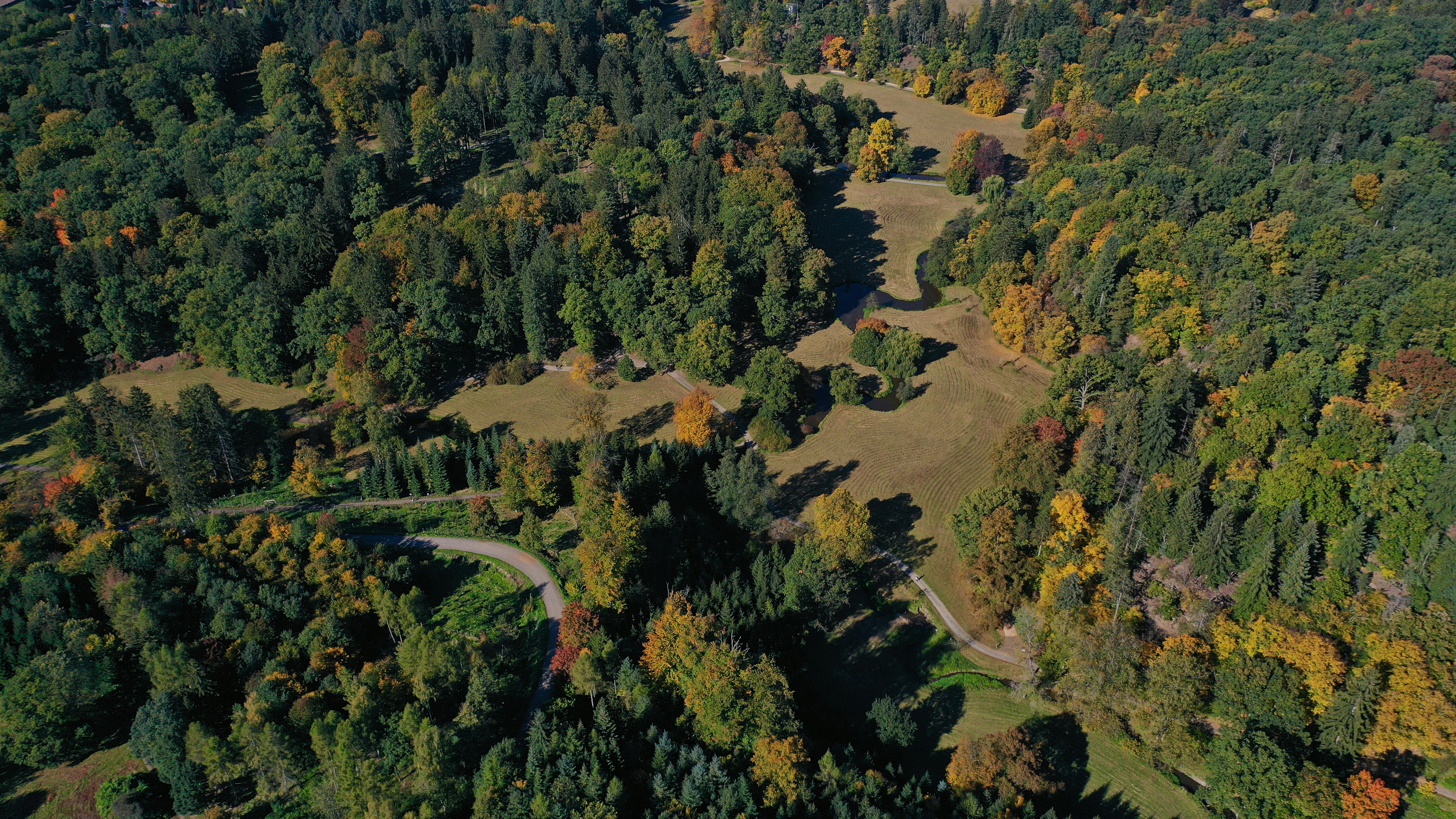 Aerial Shot of Grass Field Surrounded by Tall Trees · Free Stock Photo
