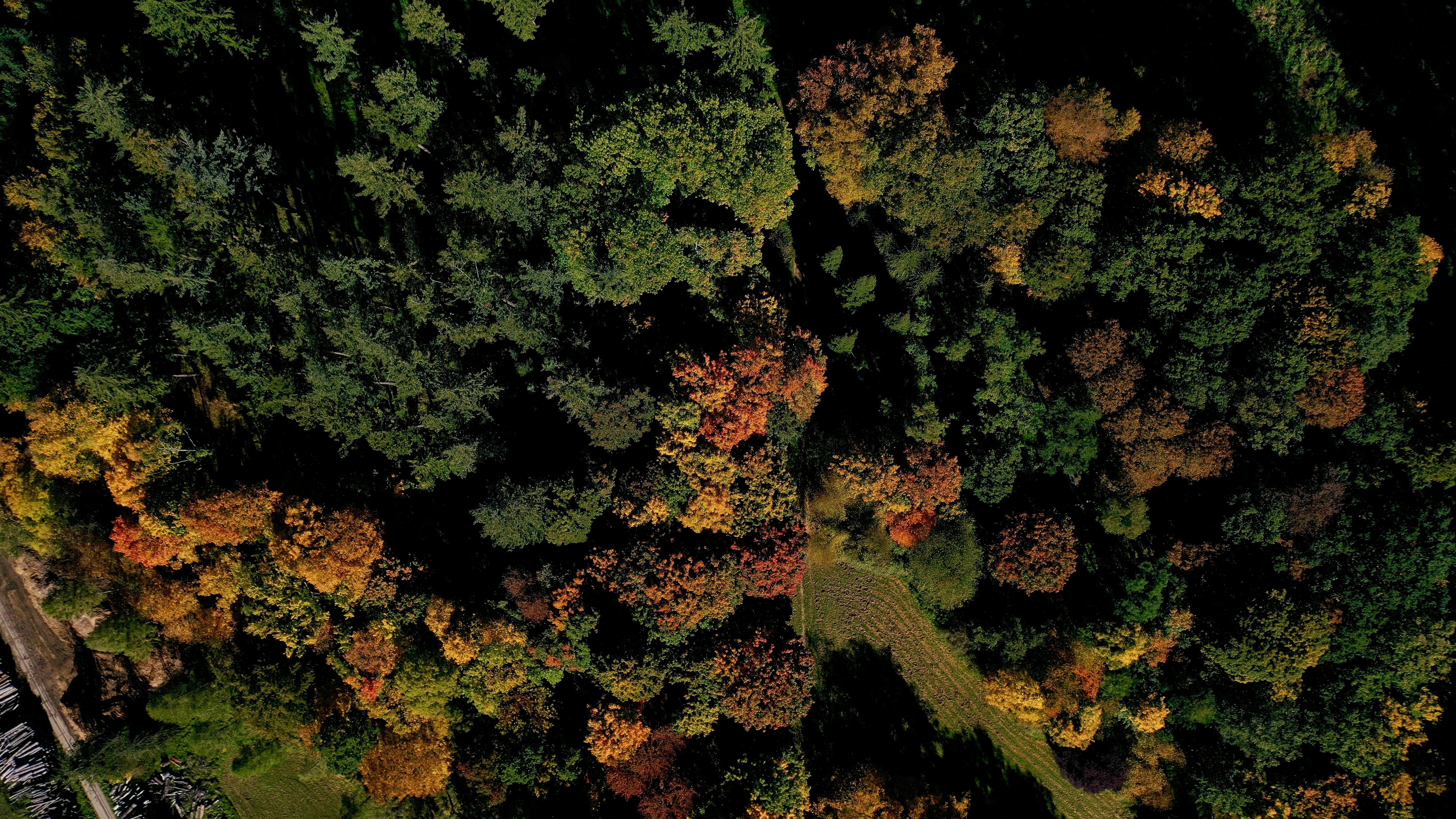 Aerial Photo of Trees · Free Stock Photo
